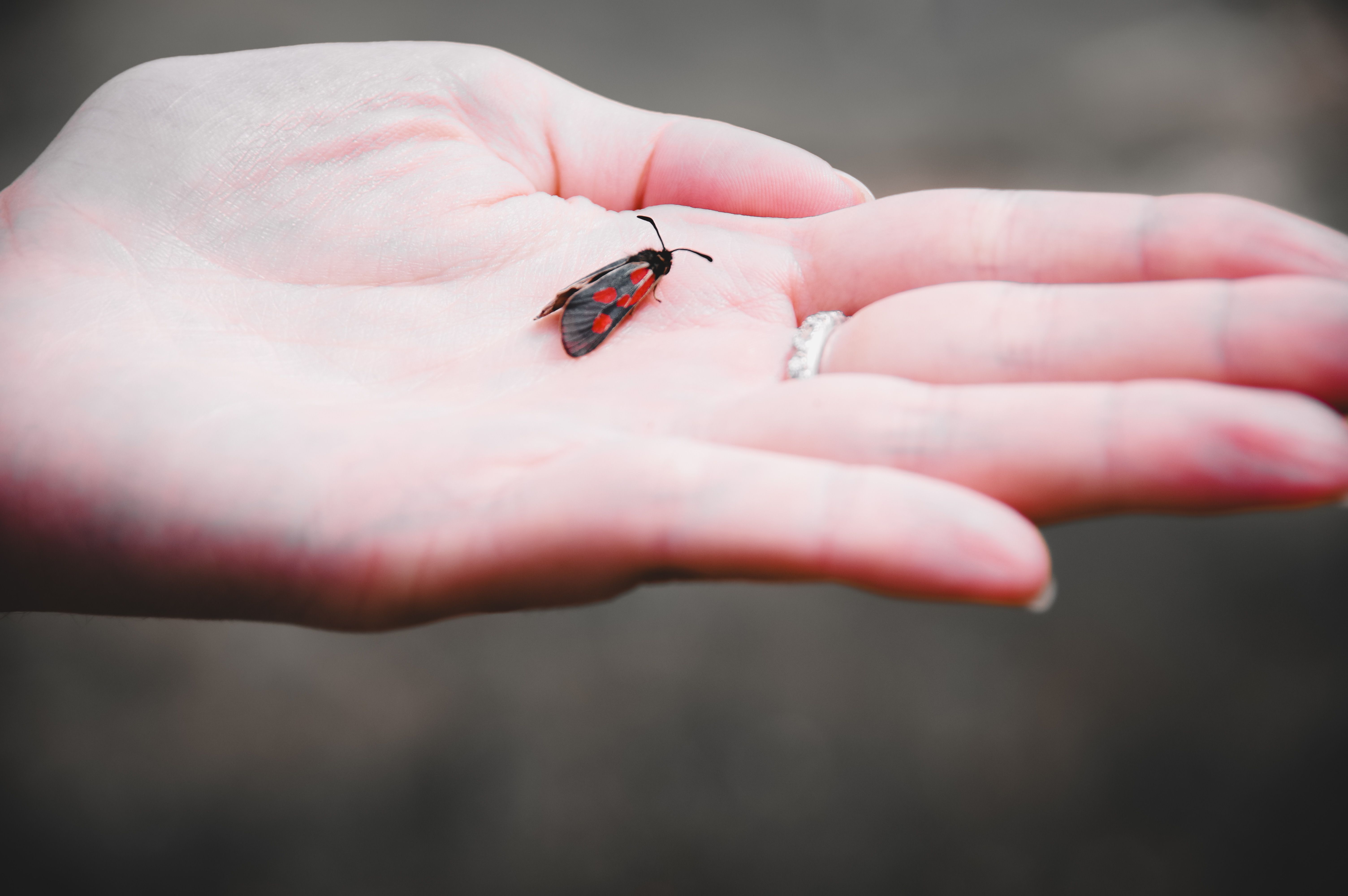 Moths Photos, Download The BEST Free Moths Stock Photos & HD Images