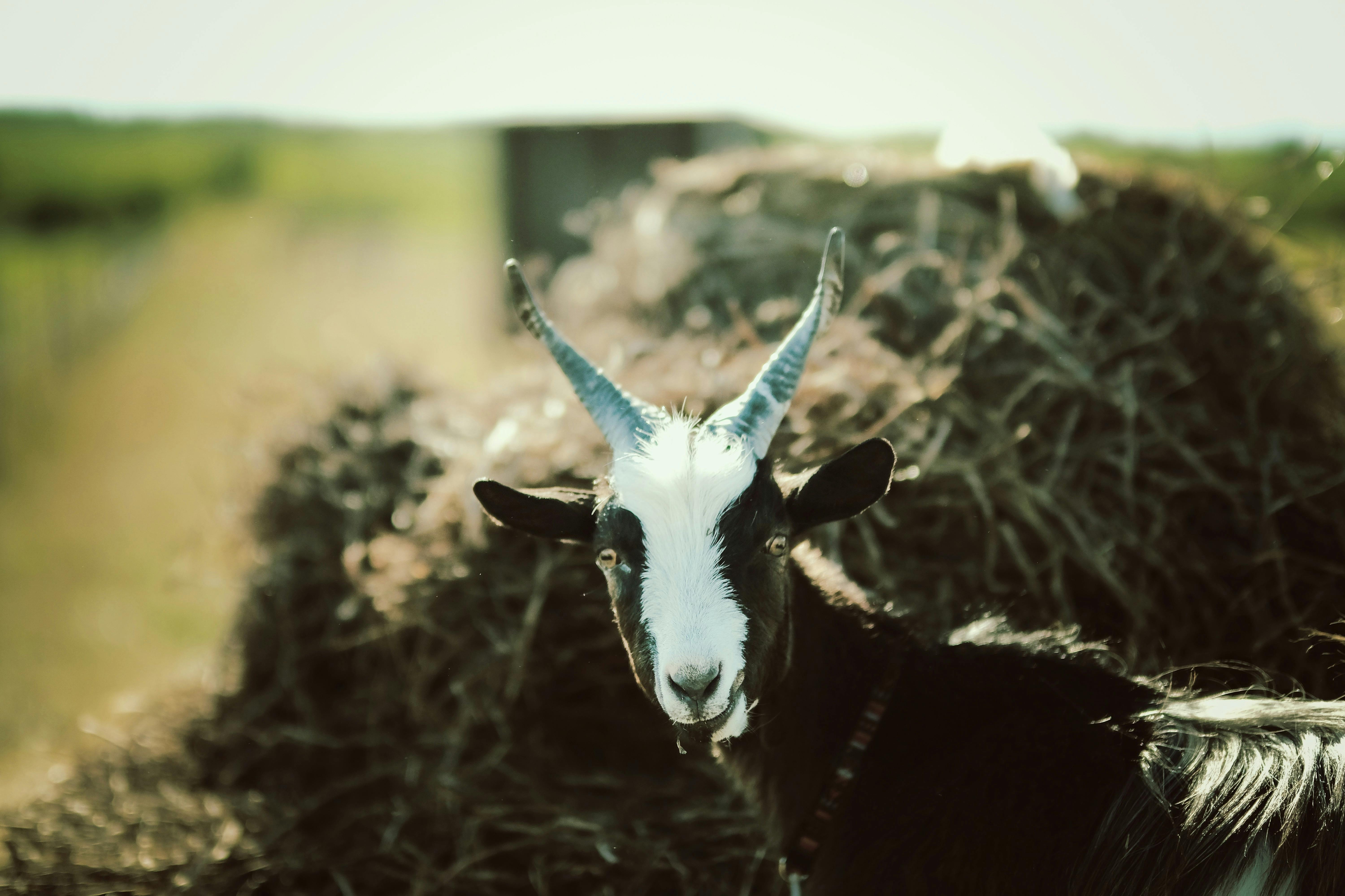 Two White Goats Standing on a Foggy Pasture · Free Stock Photo