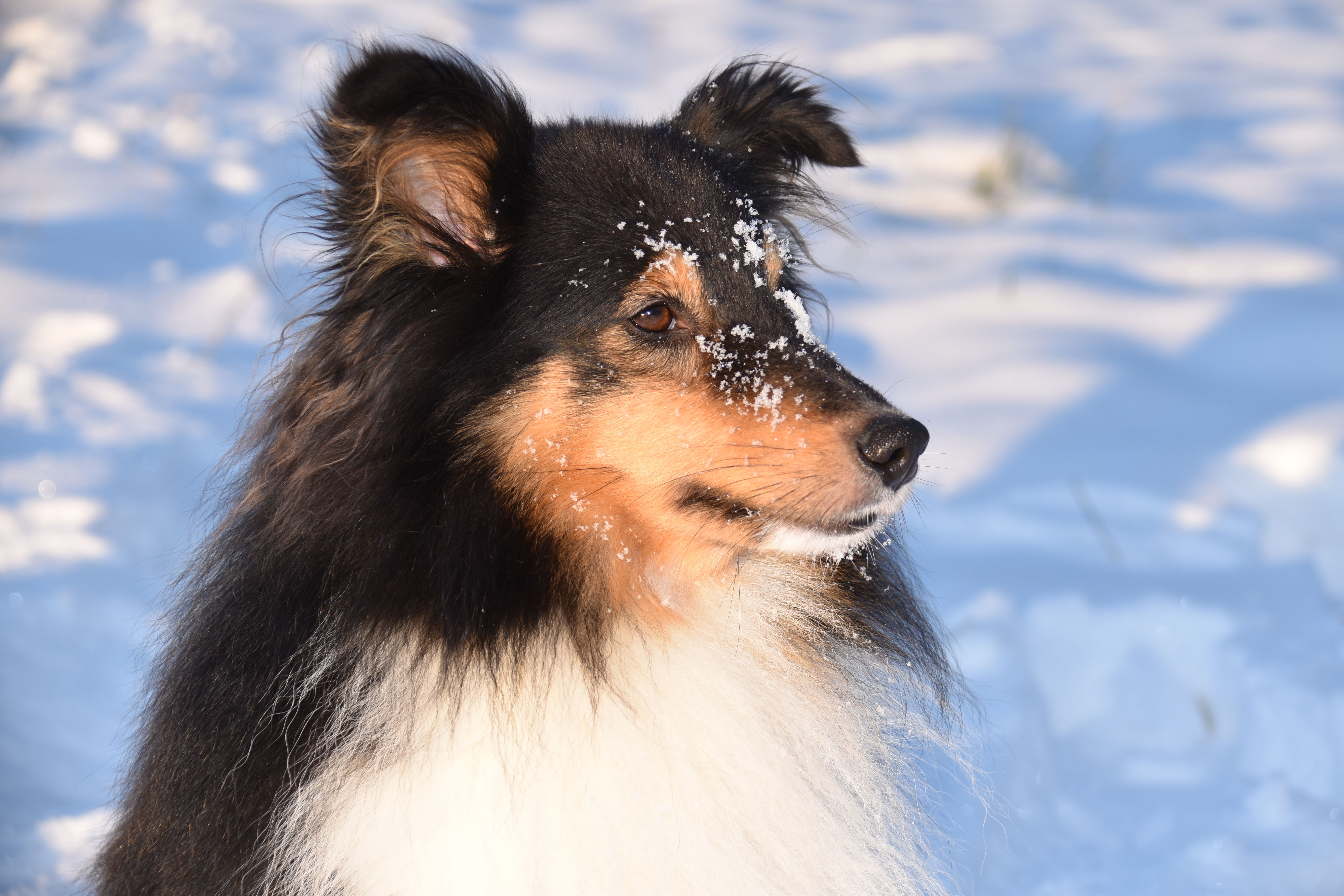 Shetland Sheepdog in Winter in Close-up View · Free Stock Photo