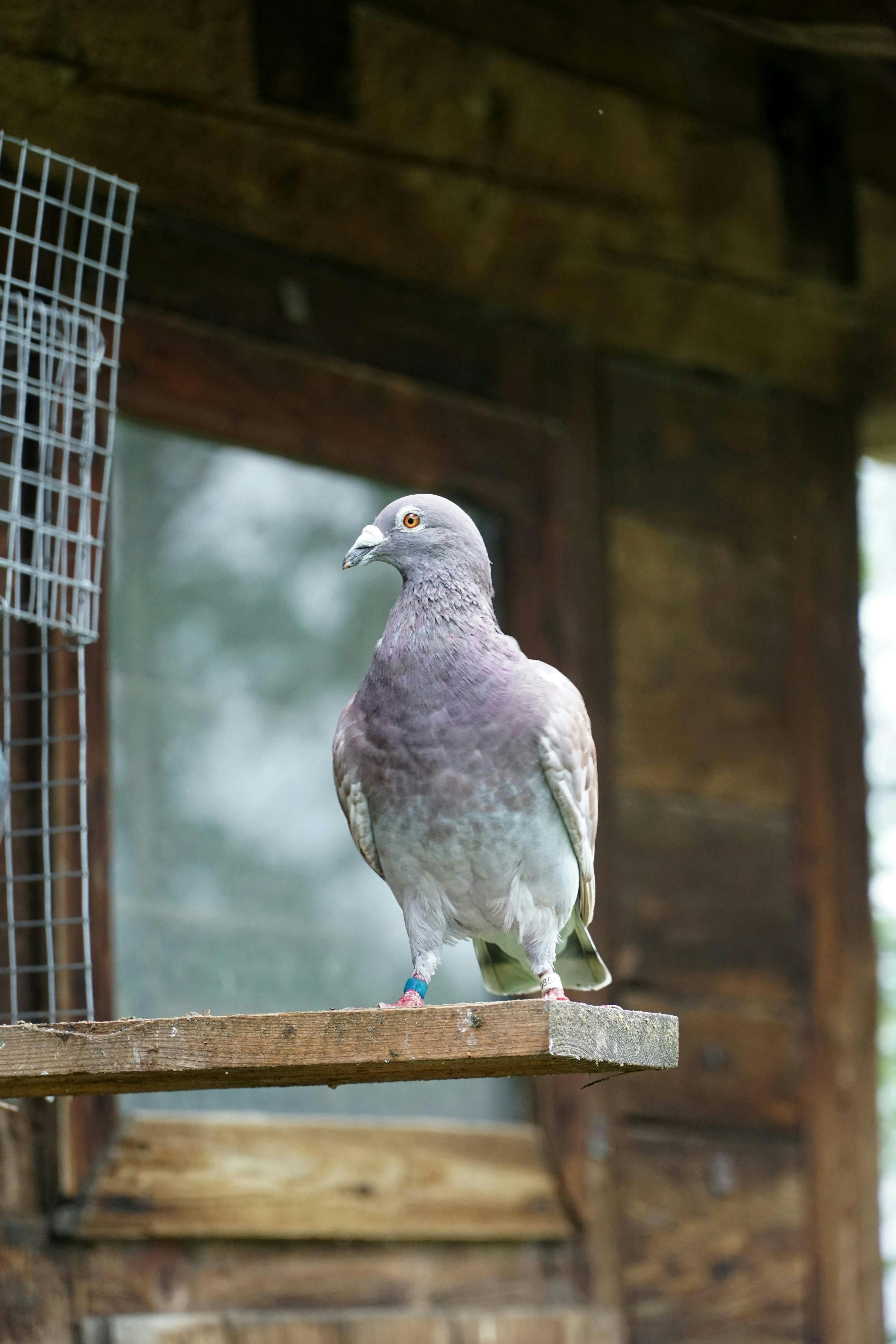 Rabbit And Cow Cartoon Photos, Download The BEST Free Rabbit And Cow ...