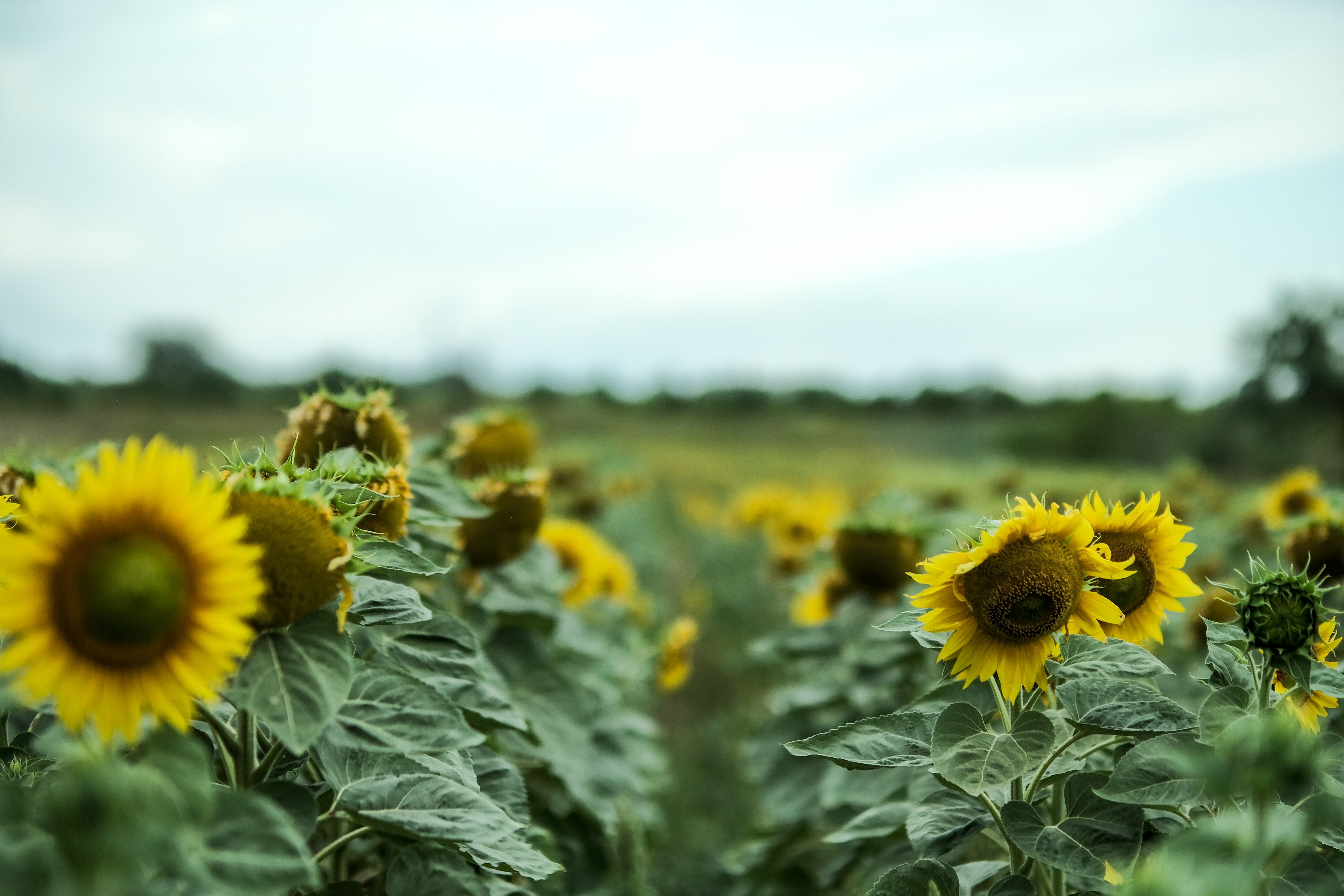 Field of Sunflowers · Free Stock Photo
