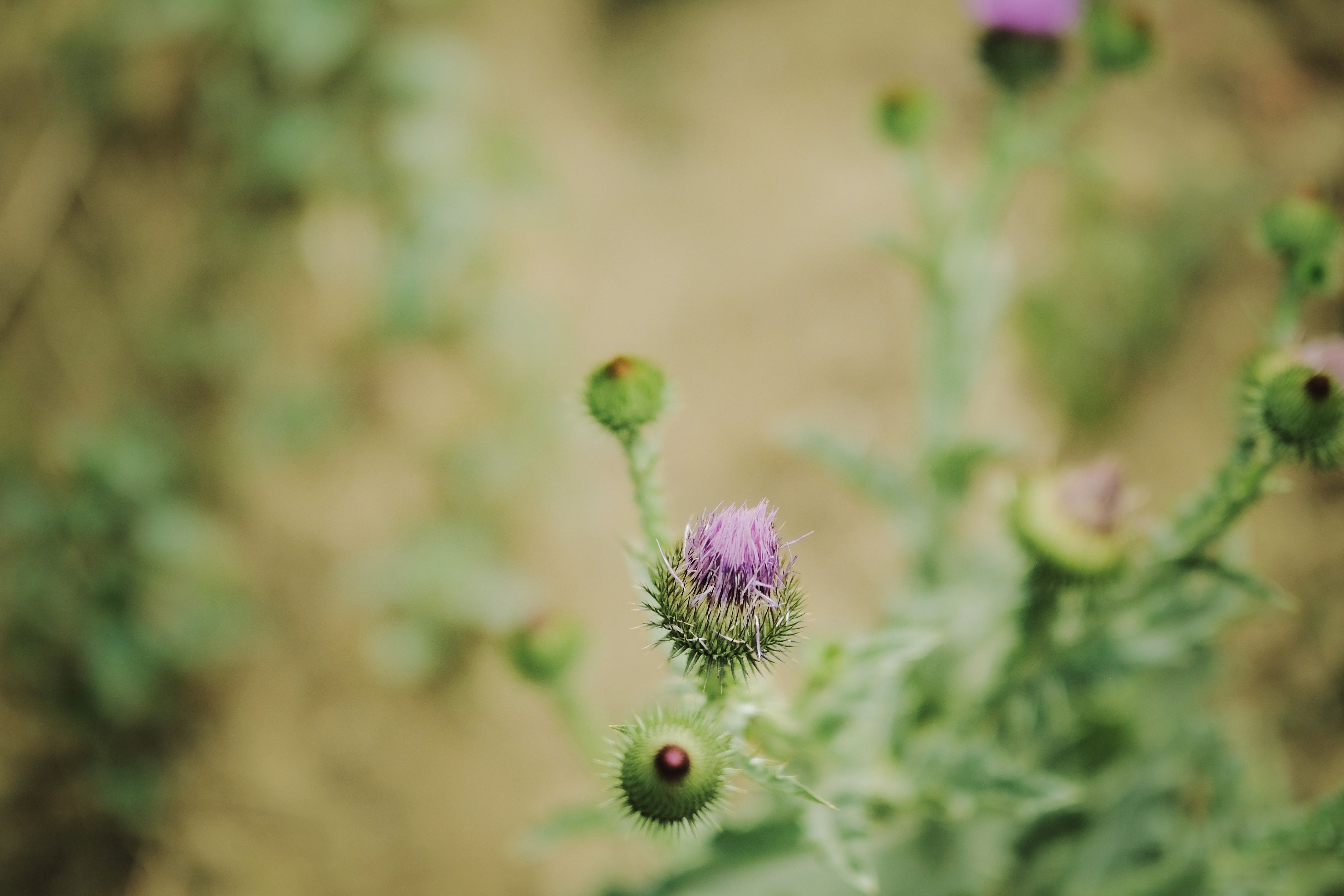 Lotous Flower Photos, Download The BEST Free Lotous Flower Stock Photos ...