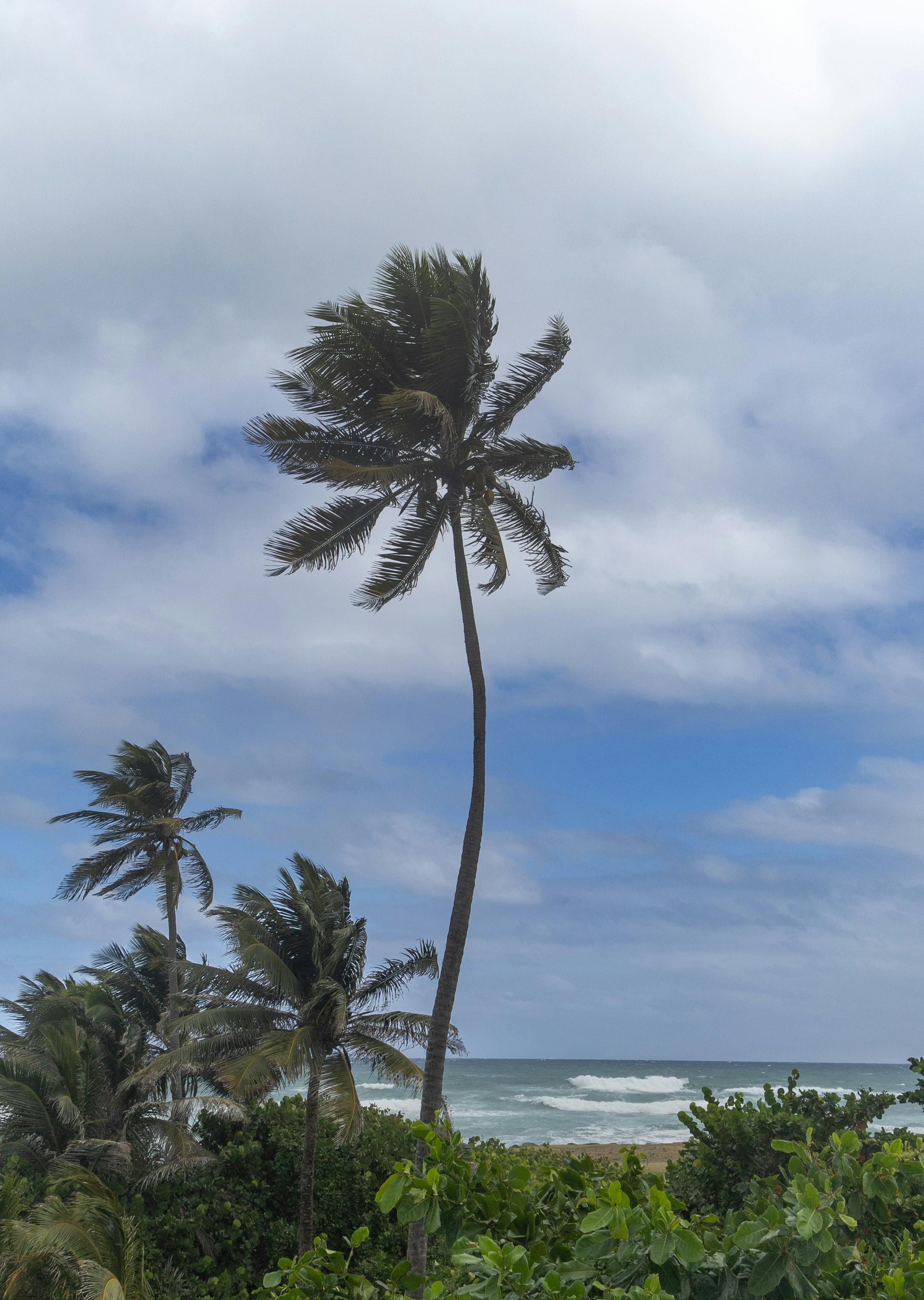 Tall Palm Tree on Ocean Shore · Free Stock Photo