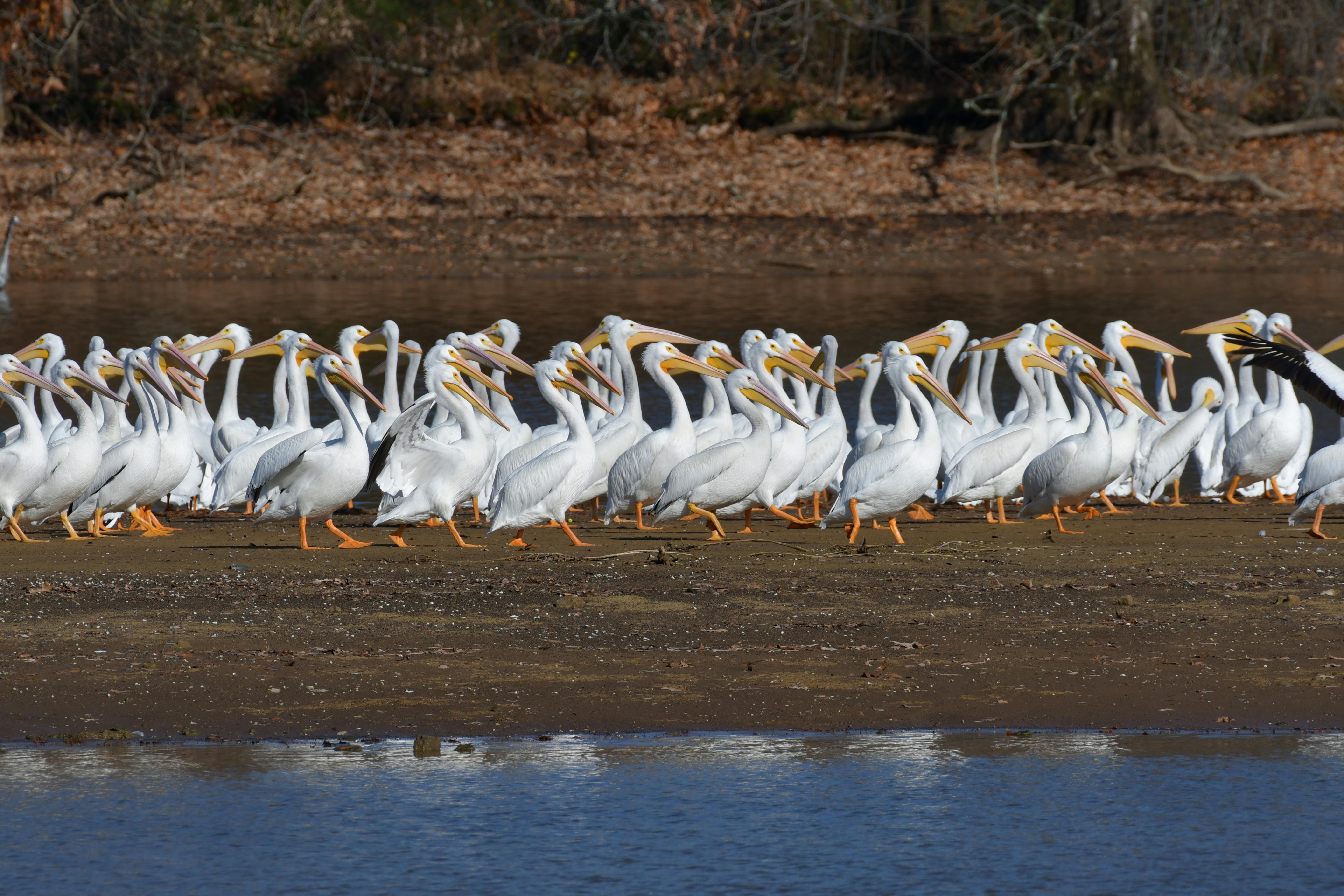 Flock Of White And Black Birds On Ground · Free Stock Photo