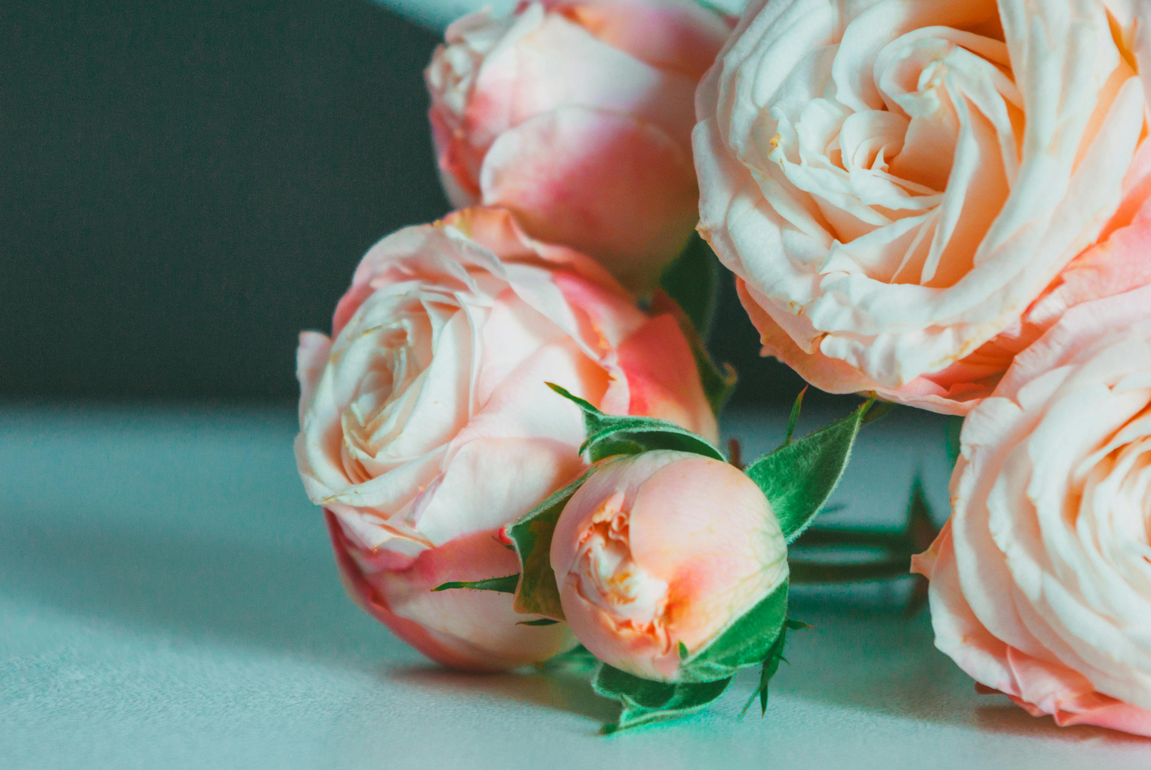 Beautiful Roses Bouquet · Free Stock Photo