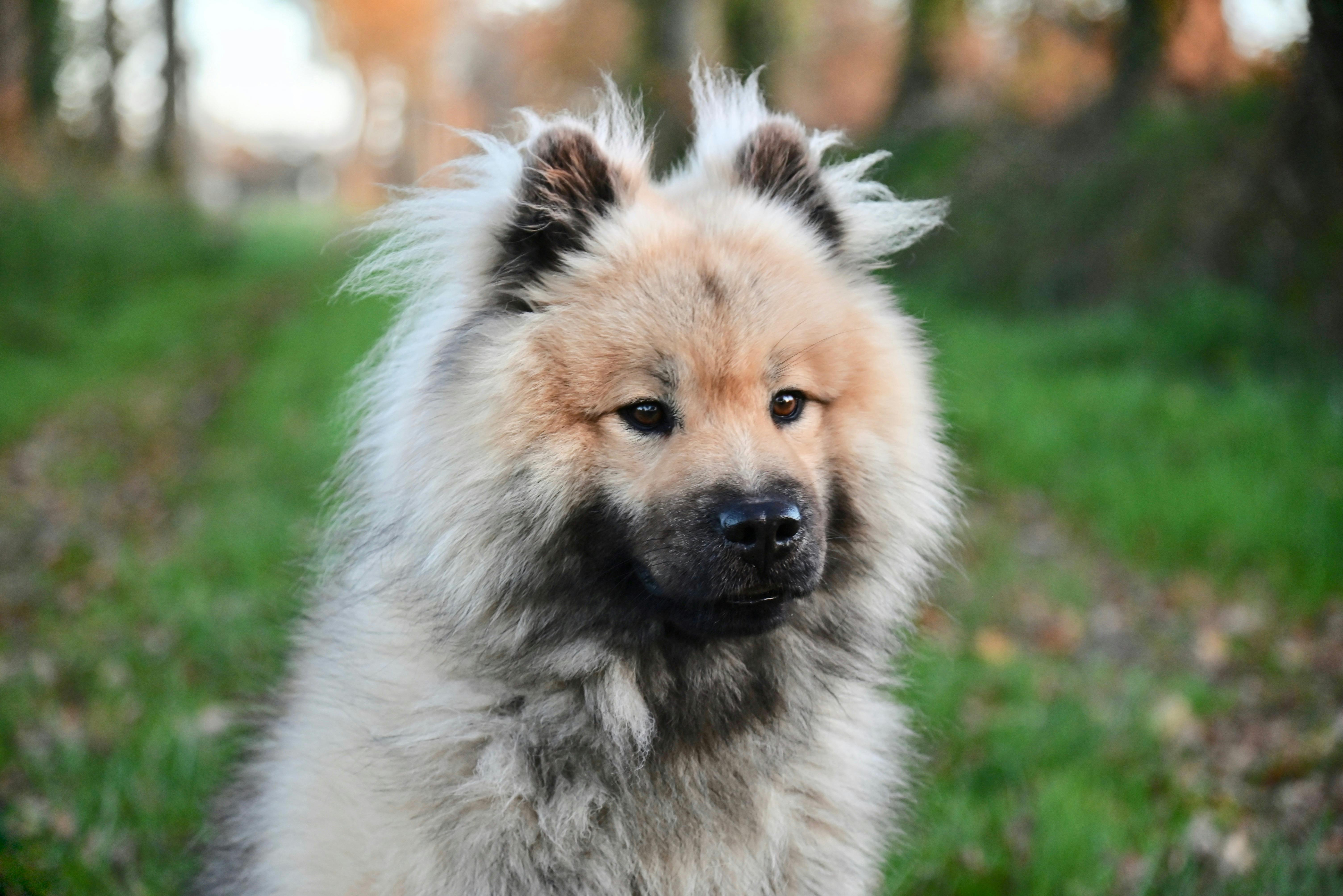 Portrait of Dog on a Path in Forest · Free Stock Photo
