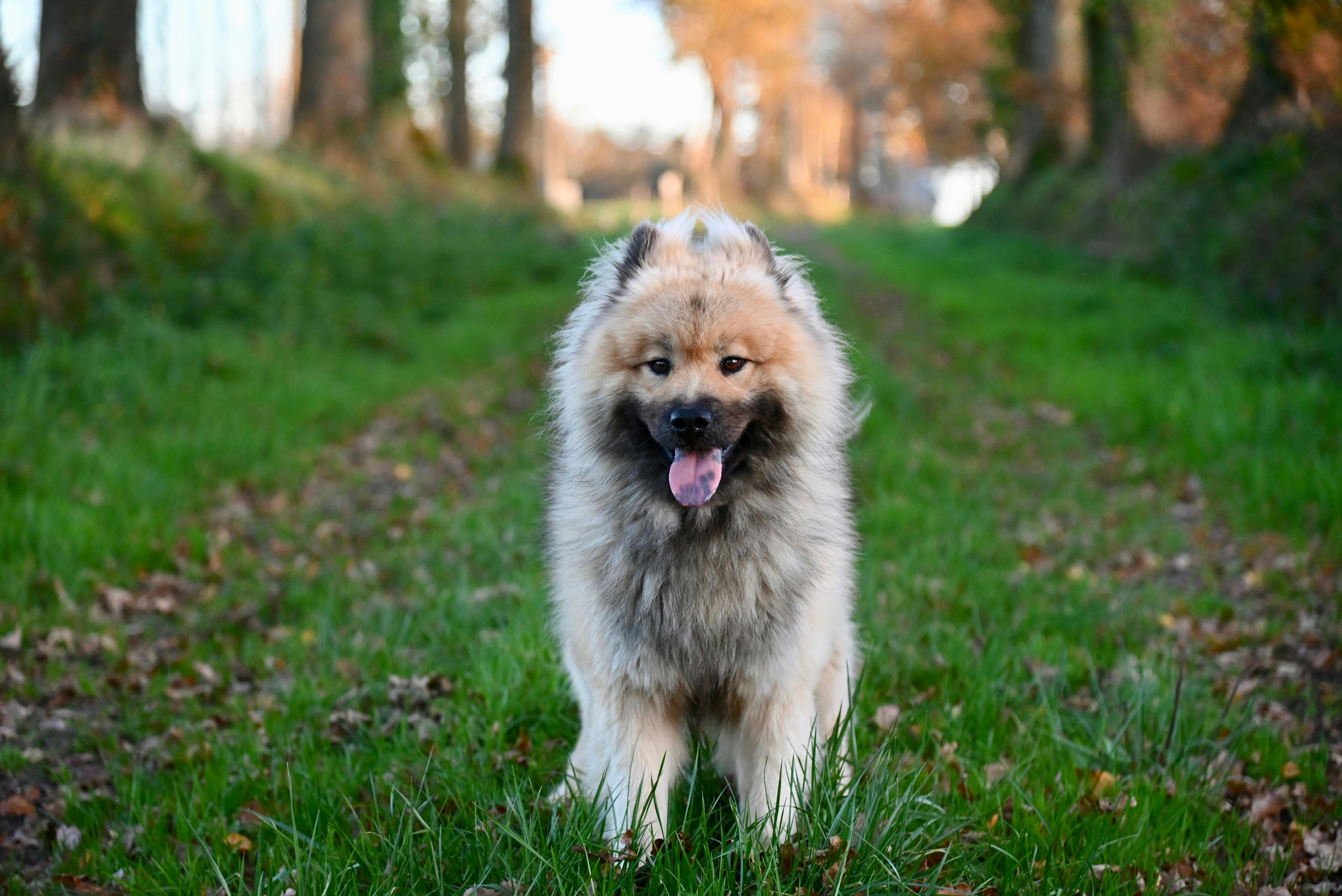 Femelle Eurasier Photos, Download The BEST Free Femelle Eurasier Stock Photos & HD Images