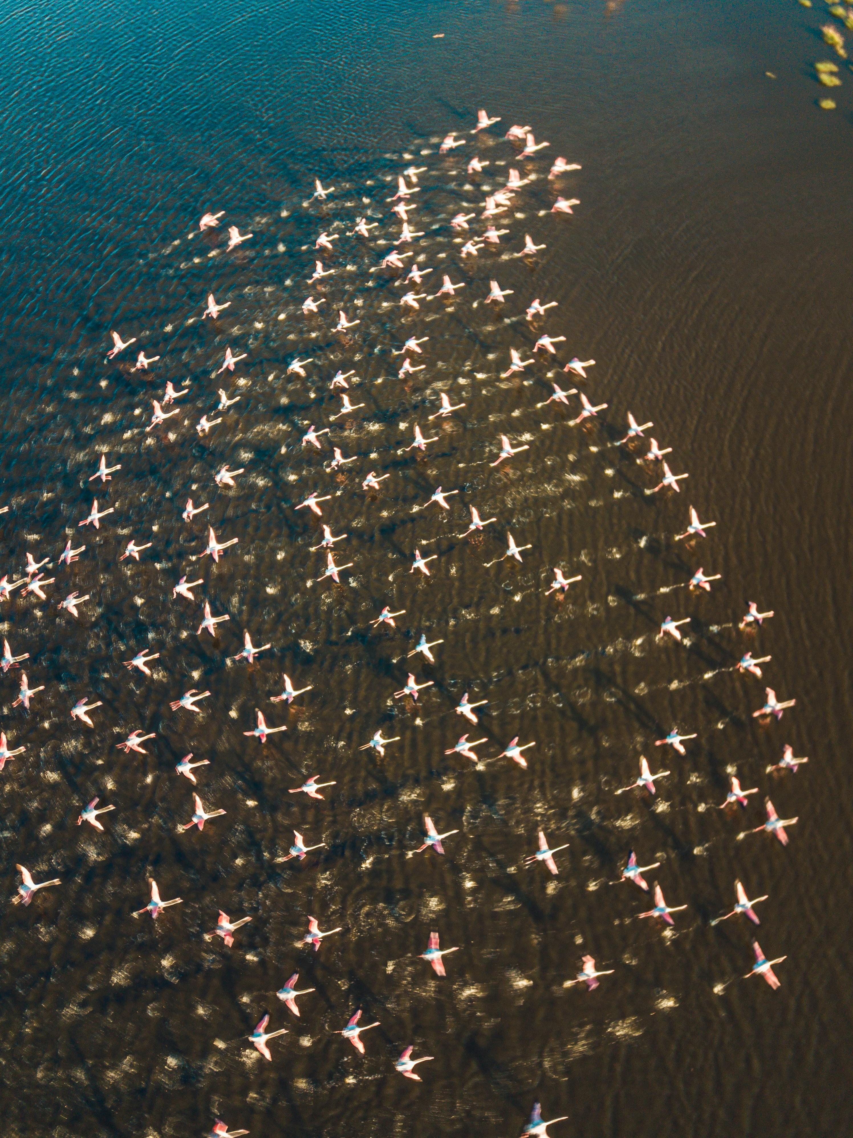 Unique Animals Photos, Download The BEST Free Unique Animals Stock ...