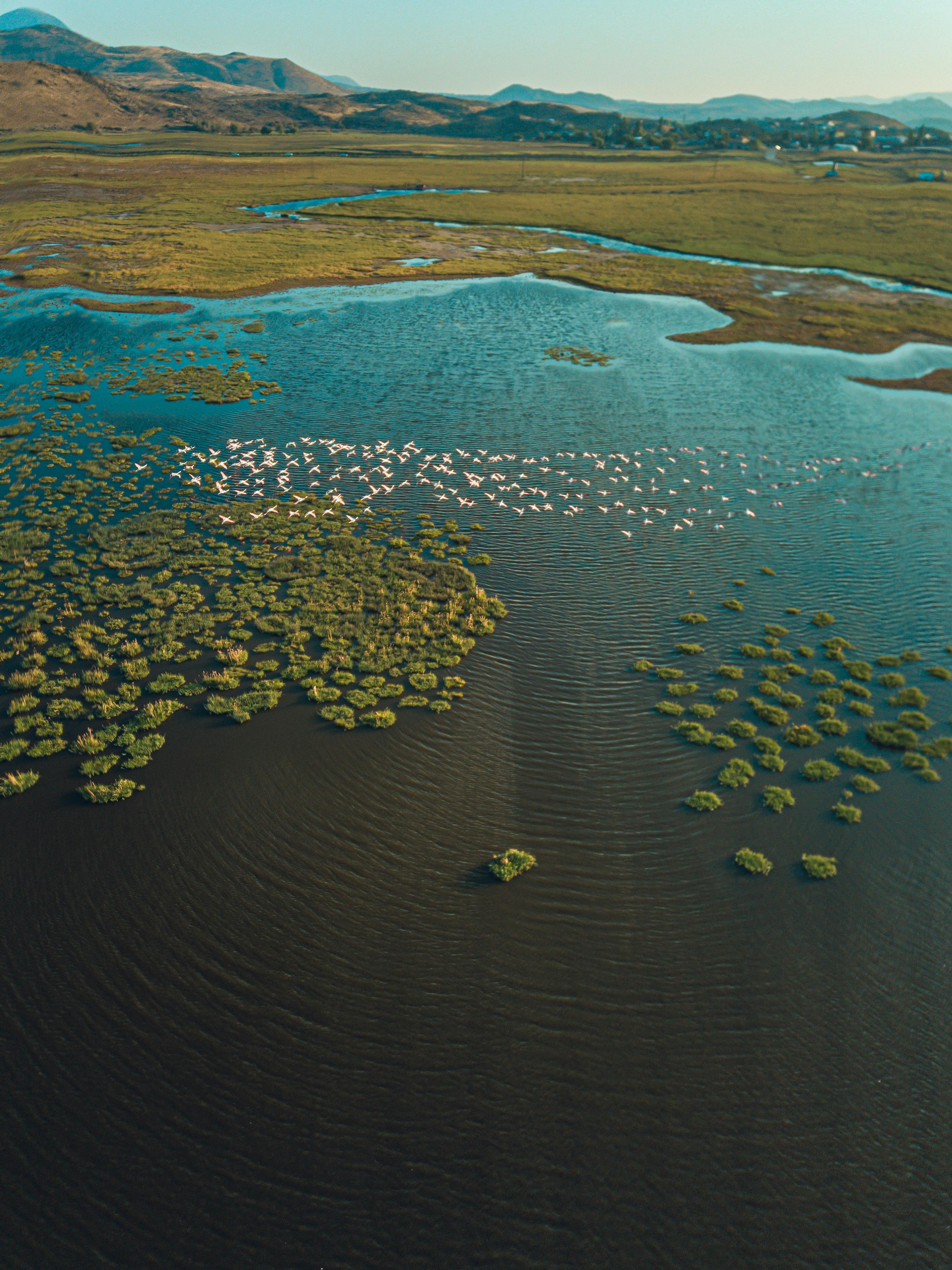 Birds Poop Photos, Download The BEST Free Birds Poop Stock Photos & HD ...