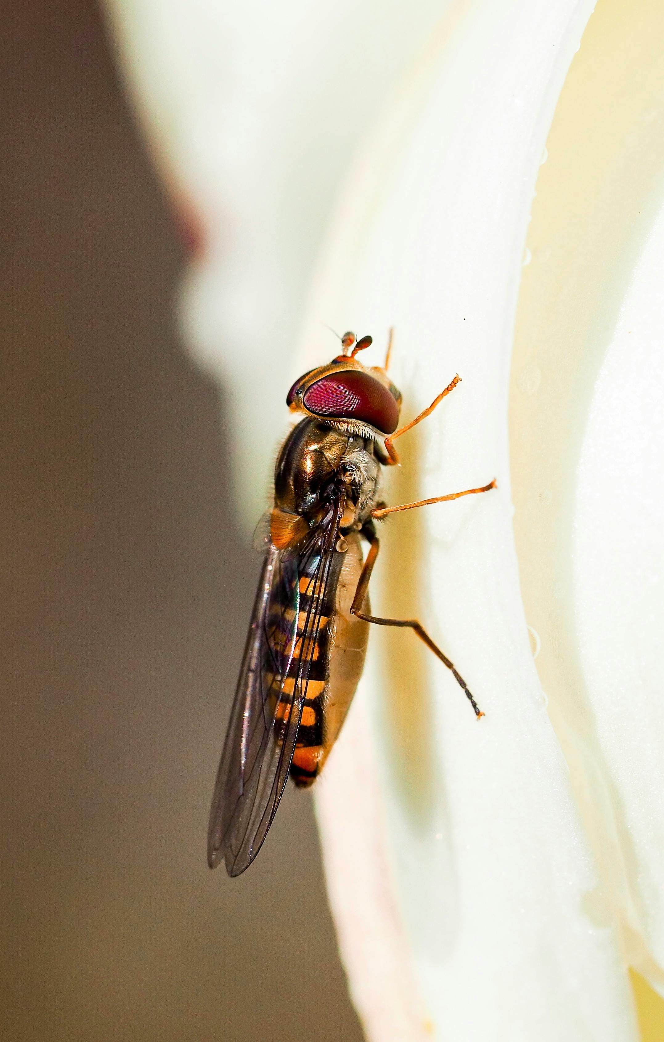 Insect Facts Photos, Download The BEST Free Insect Facts Stock Photos ...