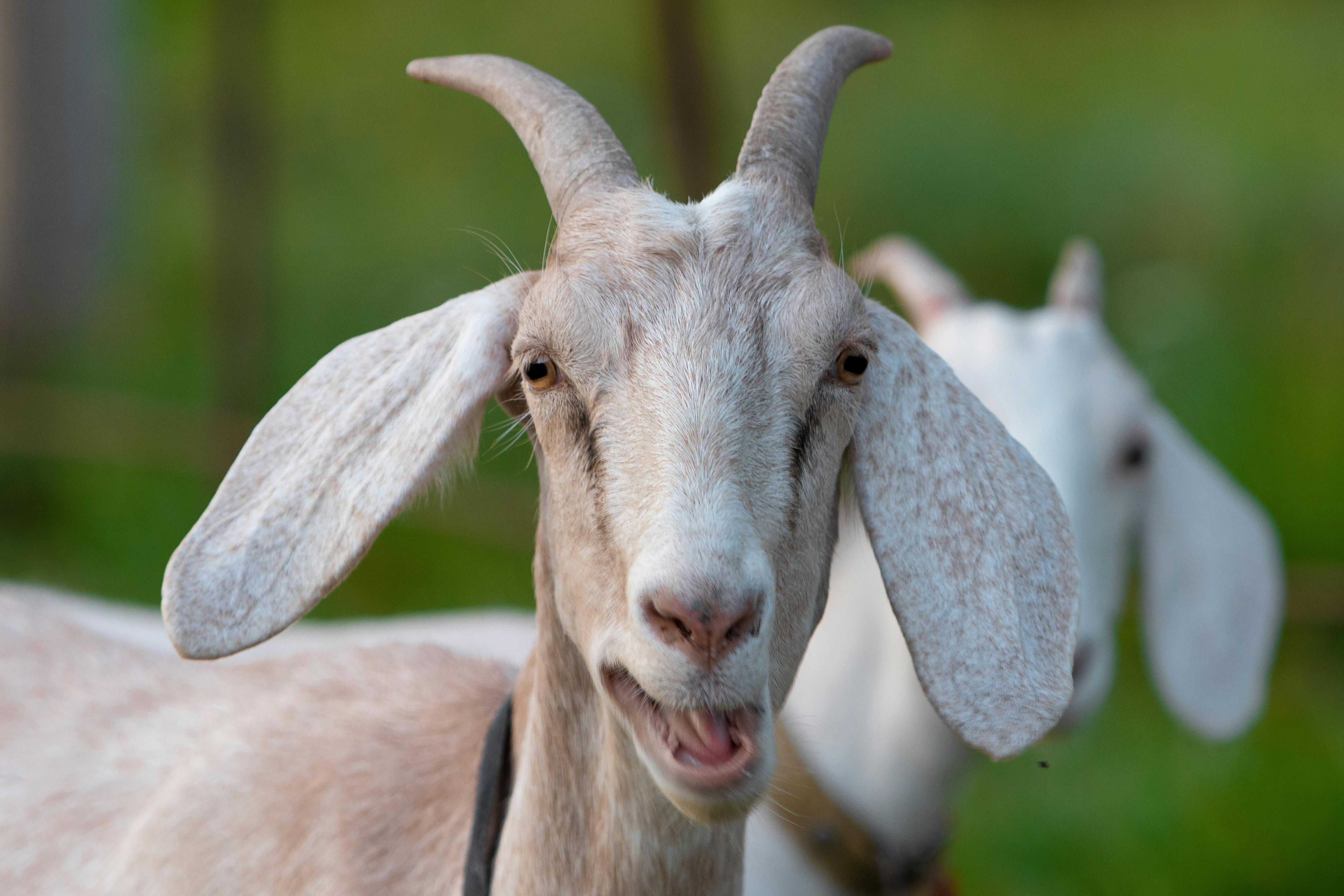 White Goat Eating Grass during Daytime · Free Stock Photo