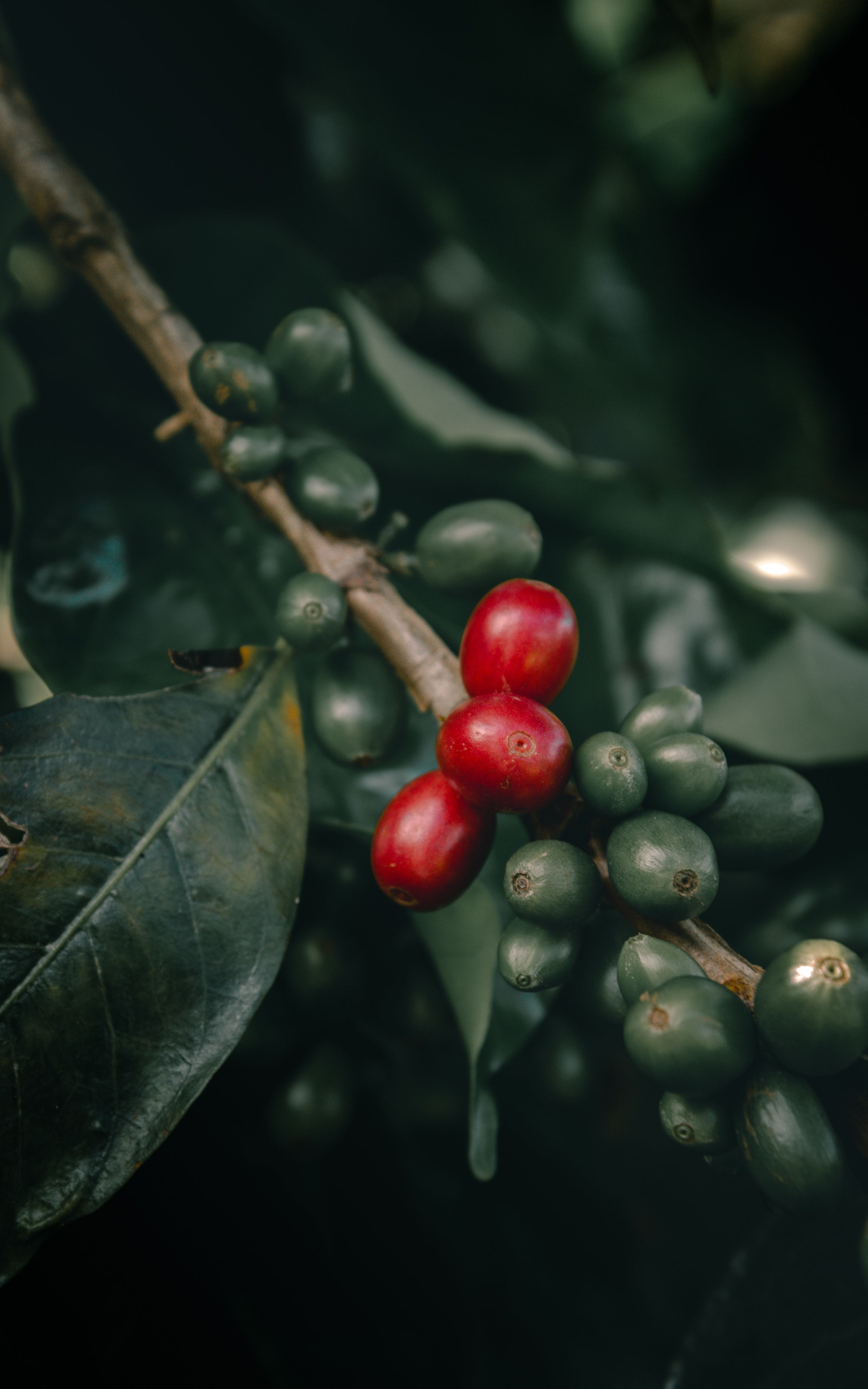 Images Of Coffee Plant