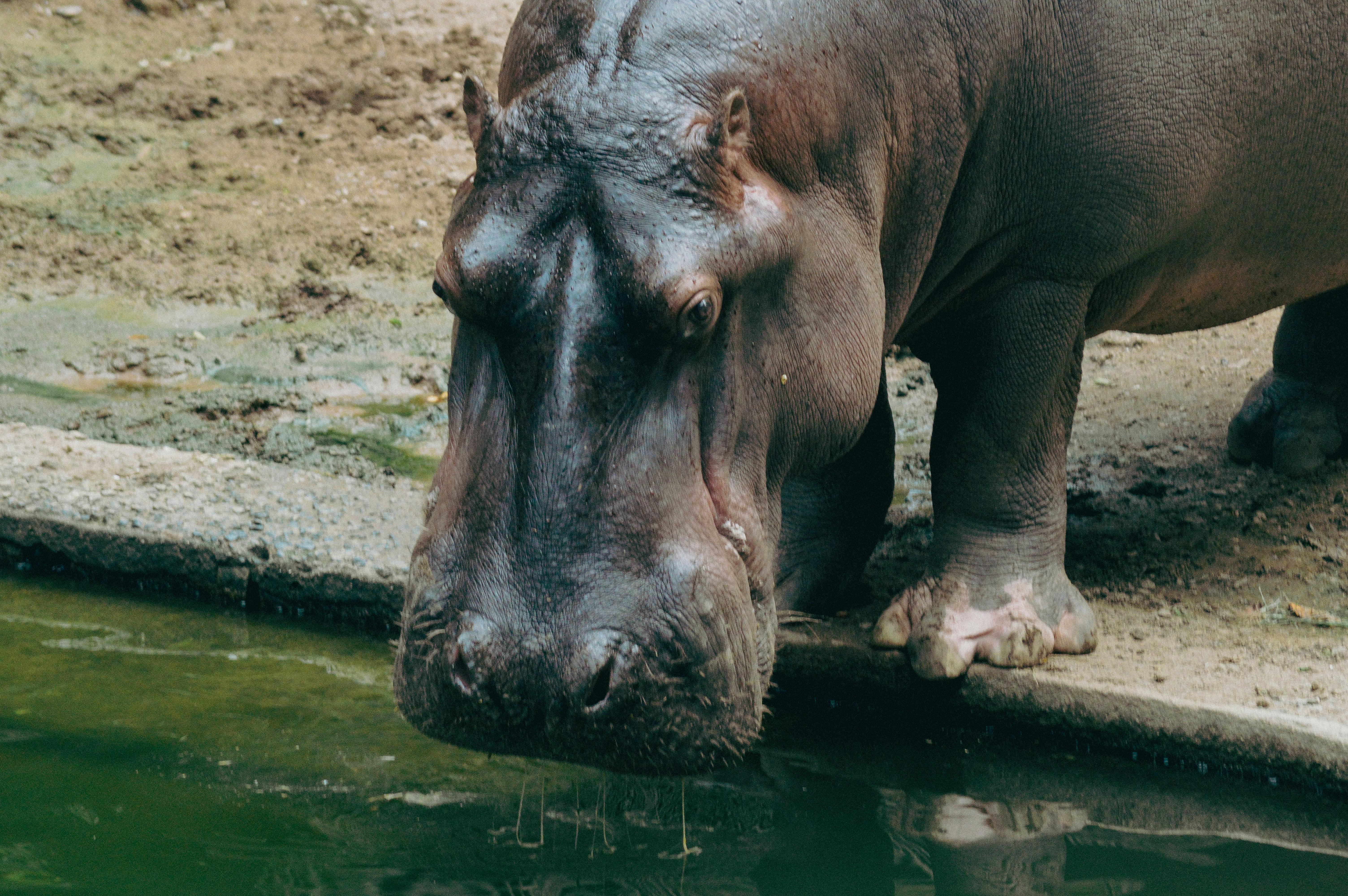 A Hippopotamus Standing by the Pond · Free Stock Photo