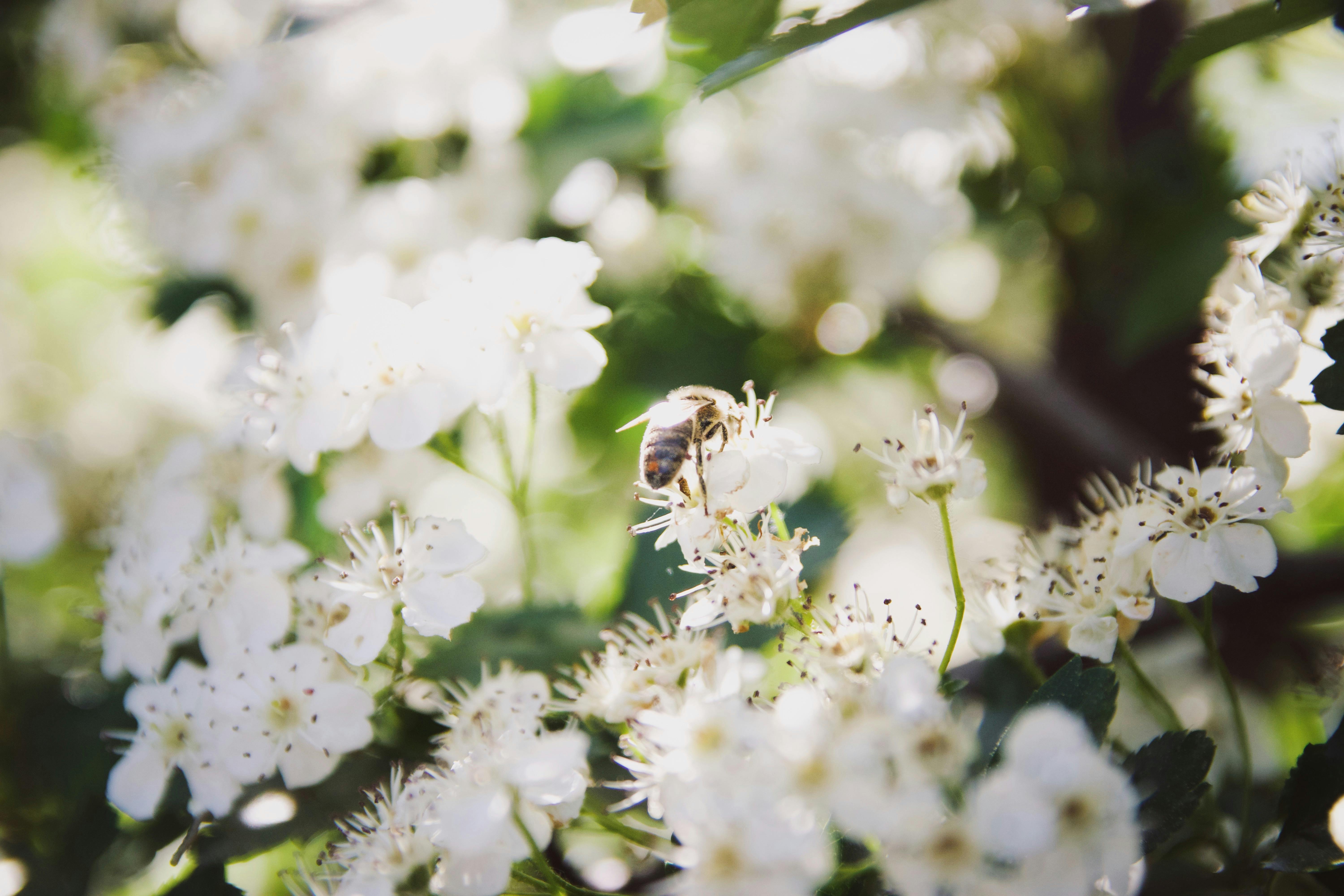 Close-up of a Bee Sitting on a White Flower · Free Stock Photo