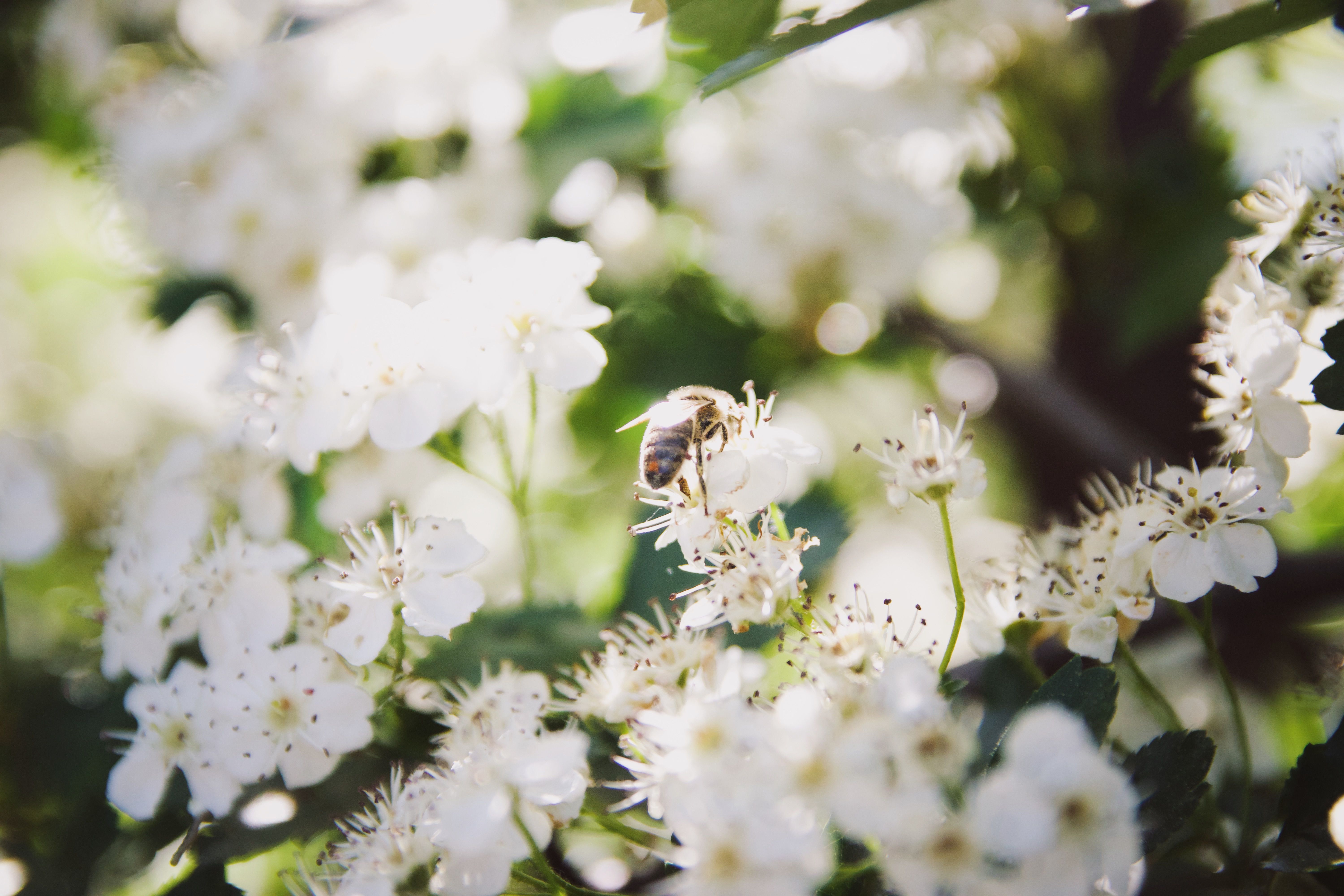 Photo gratuite de abeille, aile, alvéole, apidés, apis, bokeh ...