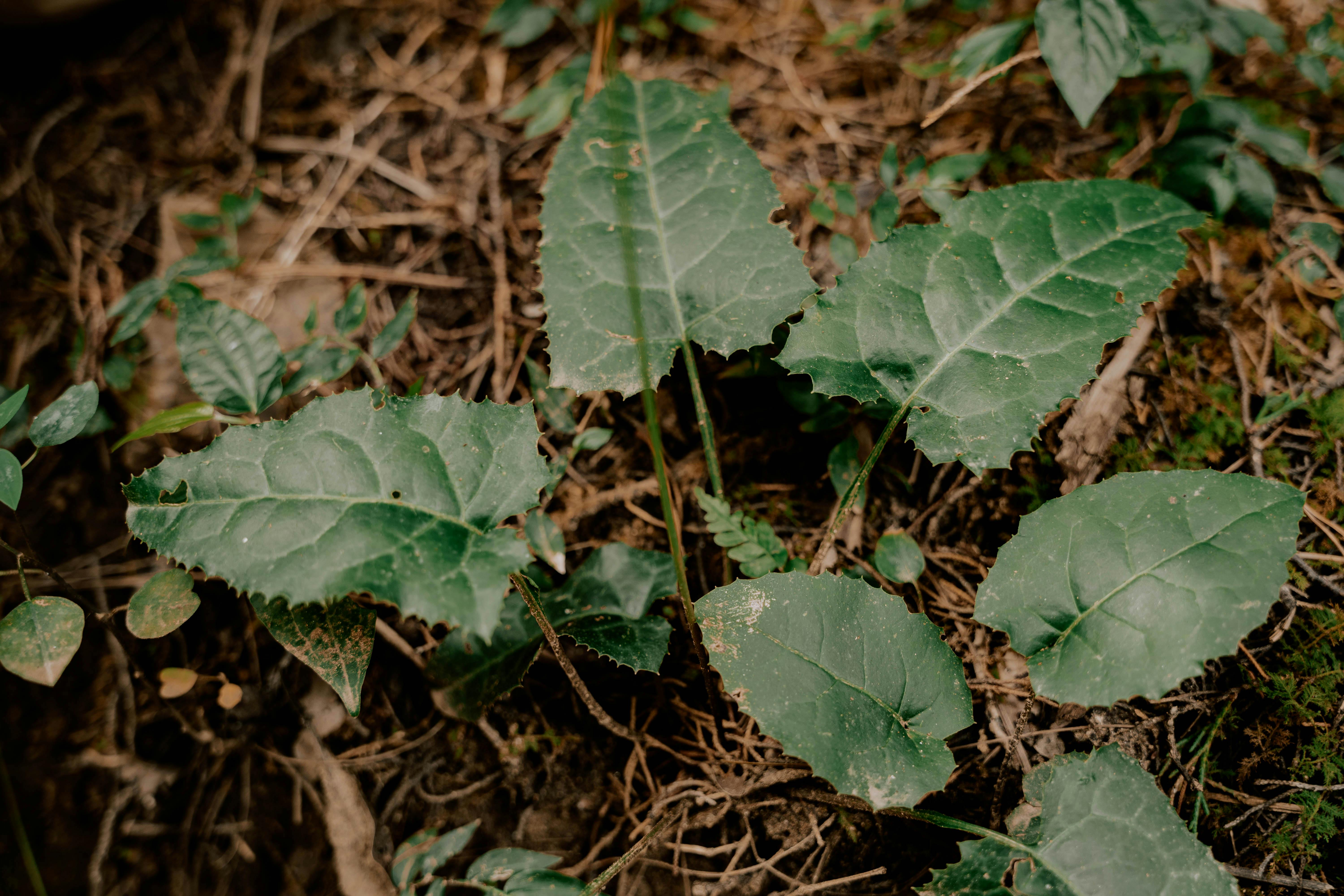 Green Lead Plant · Free Stock Photo