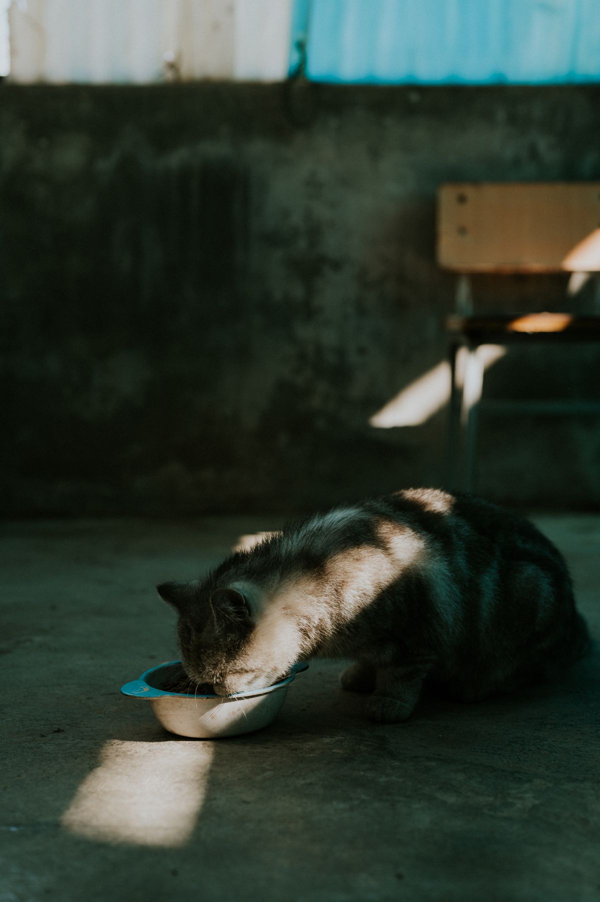 Cat Eating Photos, Download The BEST Free Cat Eating Stock Photos & HD ...