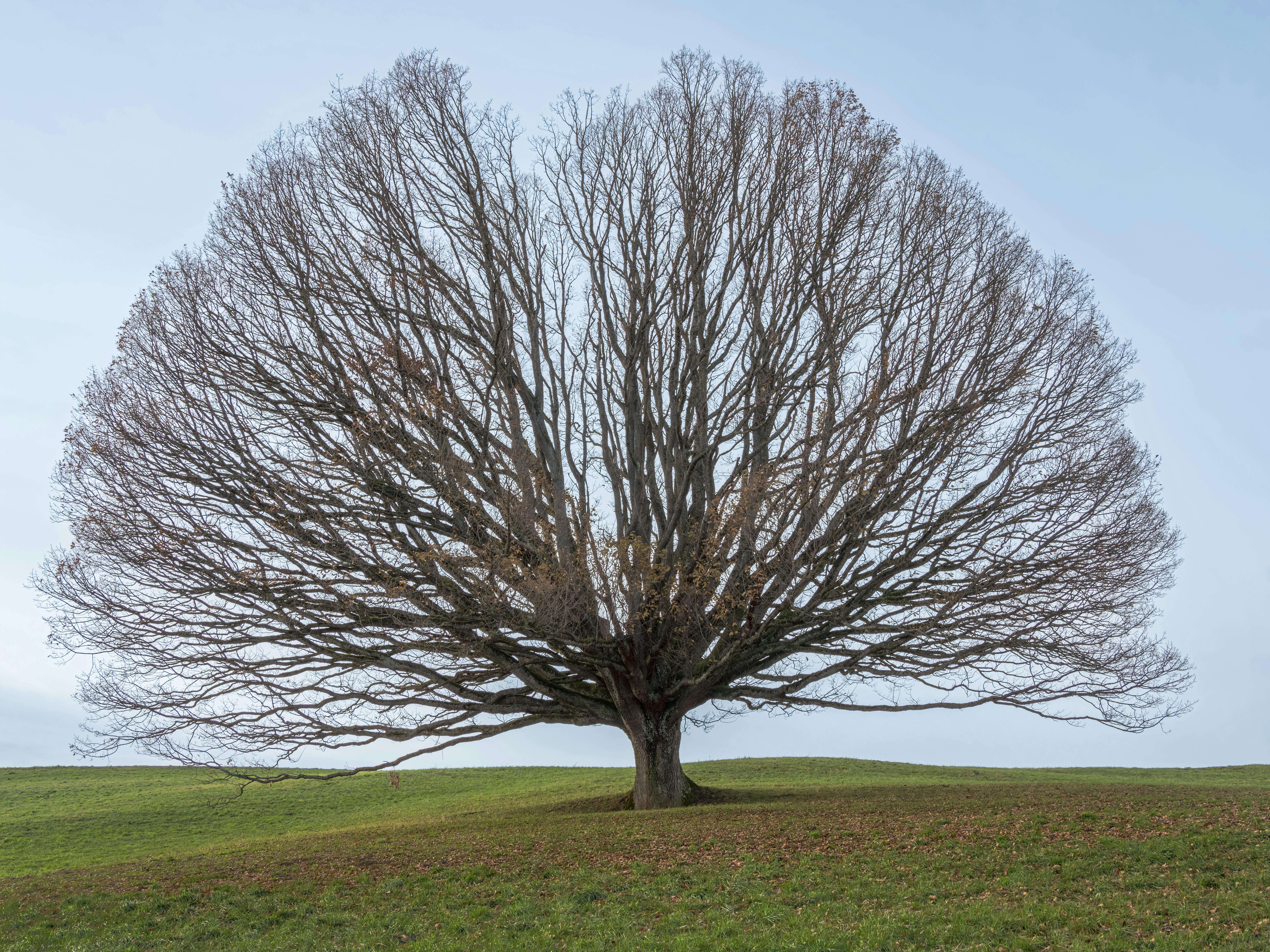 A Large Leafless Tree on a Meadow · Free Stock Photo