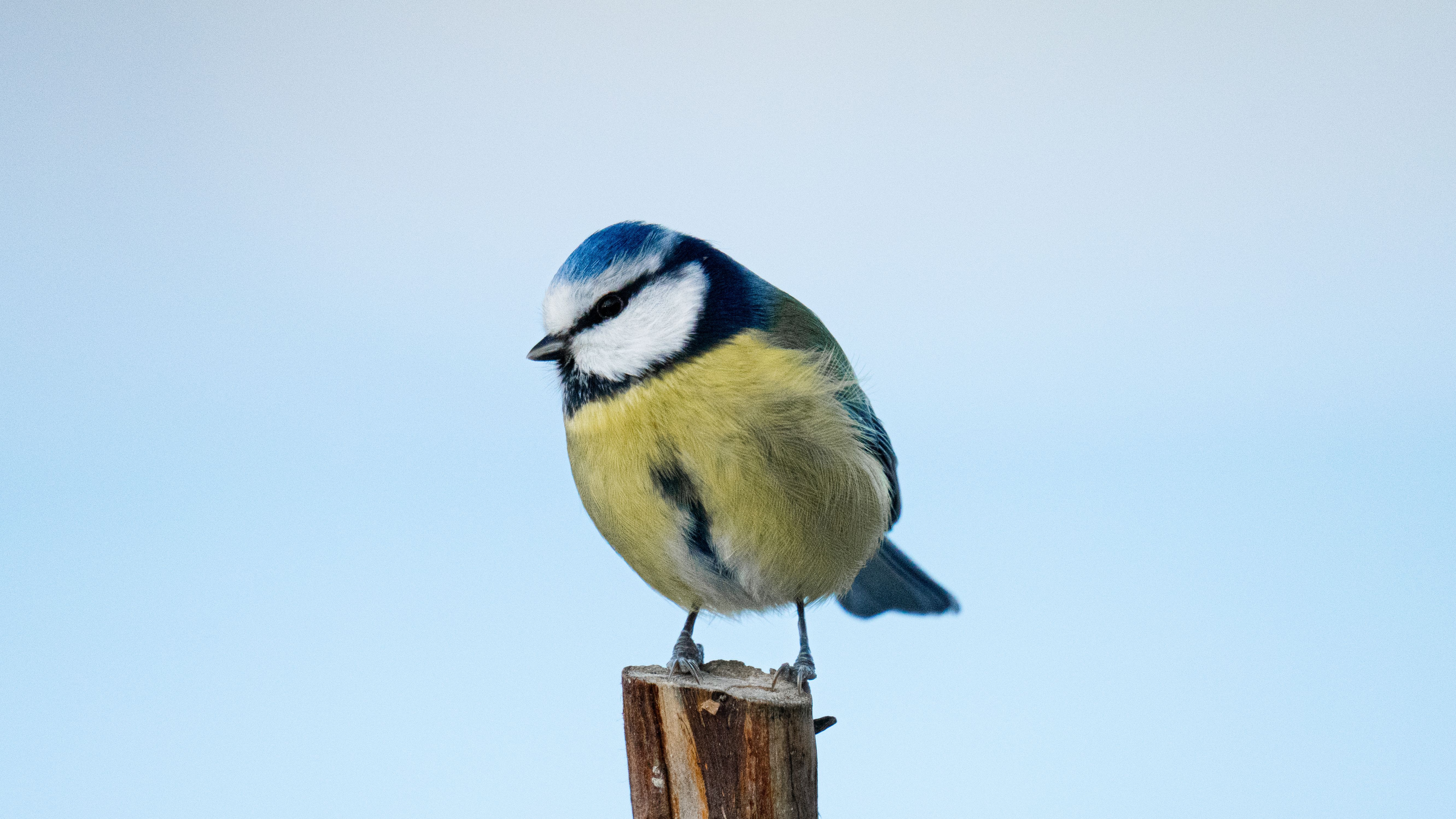 Close up of Eurasian Blue Tit Bird · Free Stock Photo