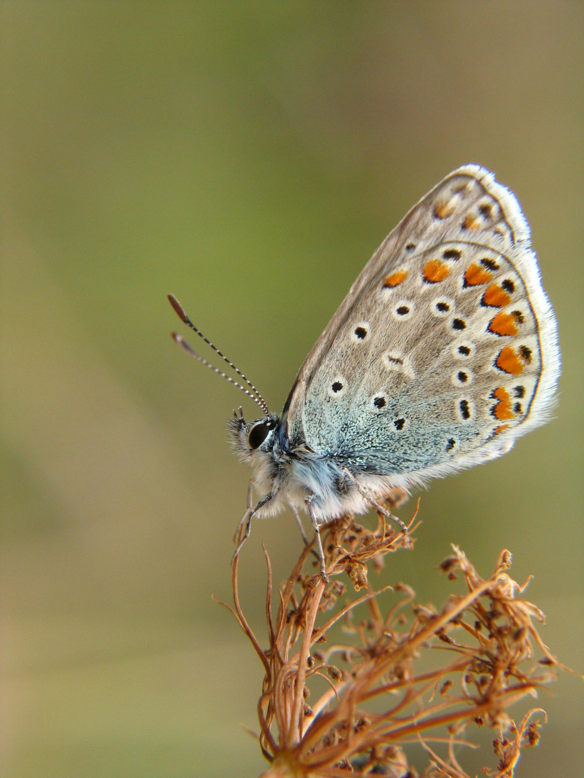 Common Female Blue Butterfly · Free Stock Photo