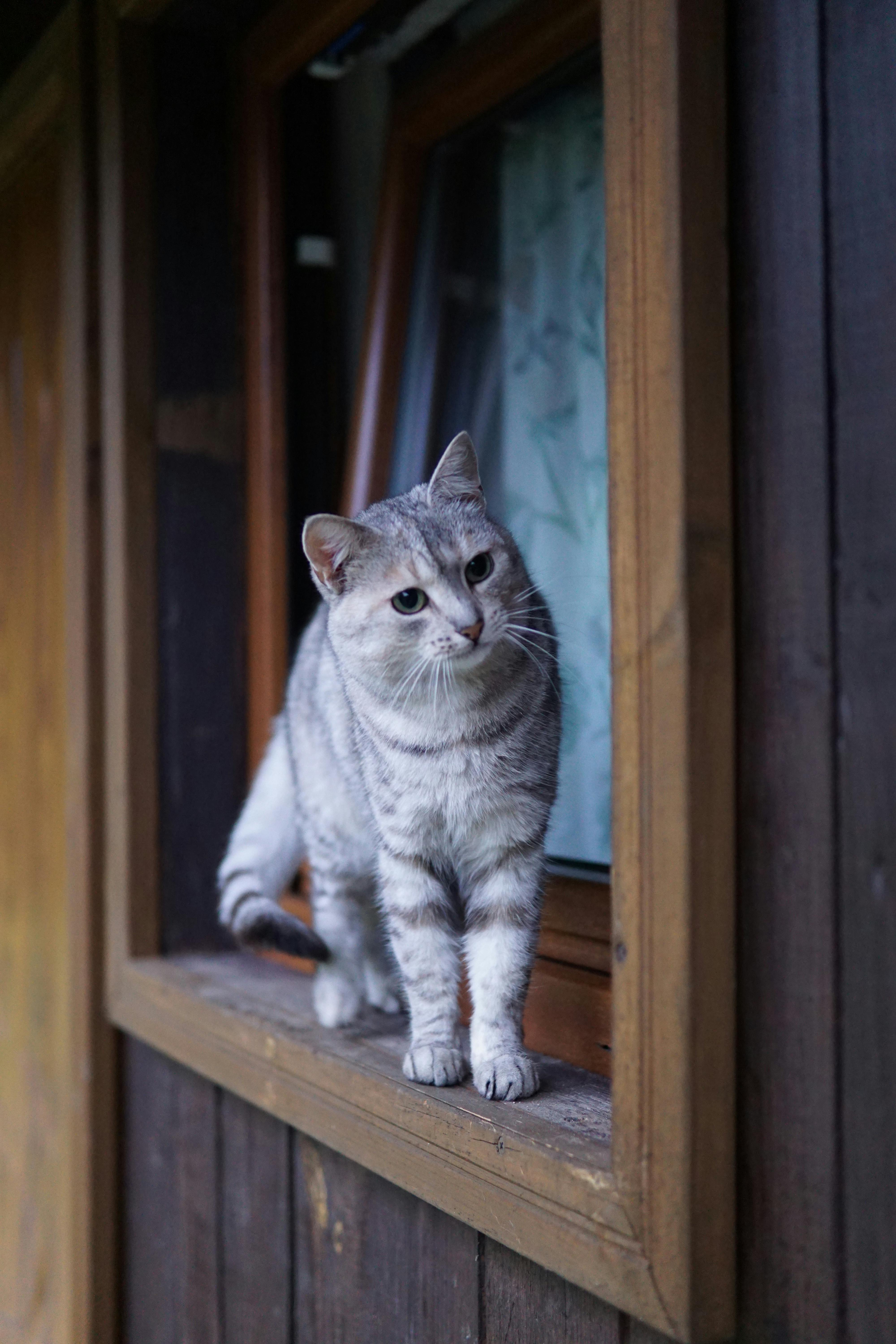 A cat standing on a wooden window sill · Free Stock Photo