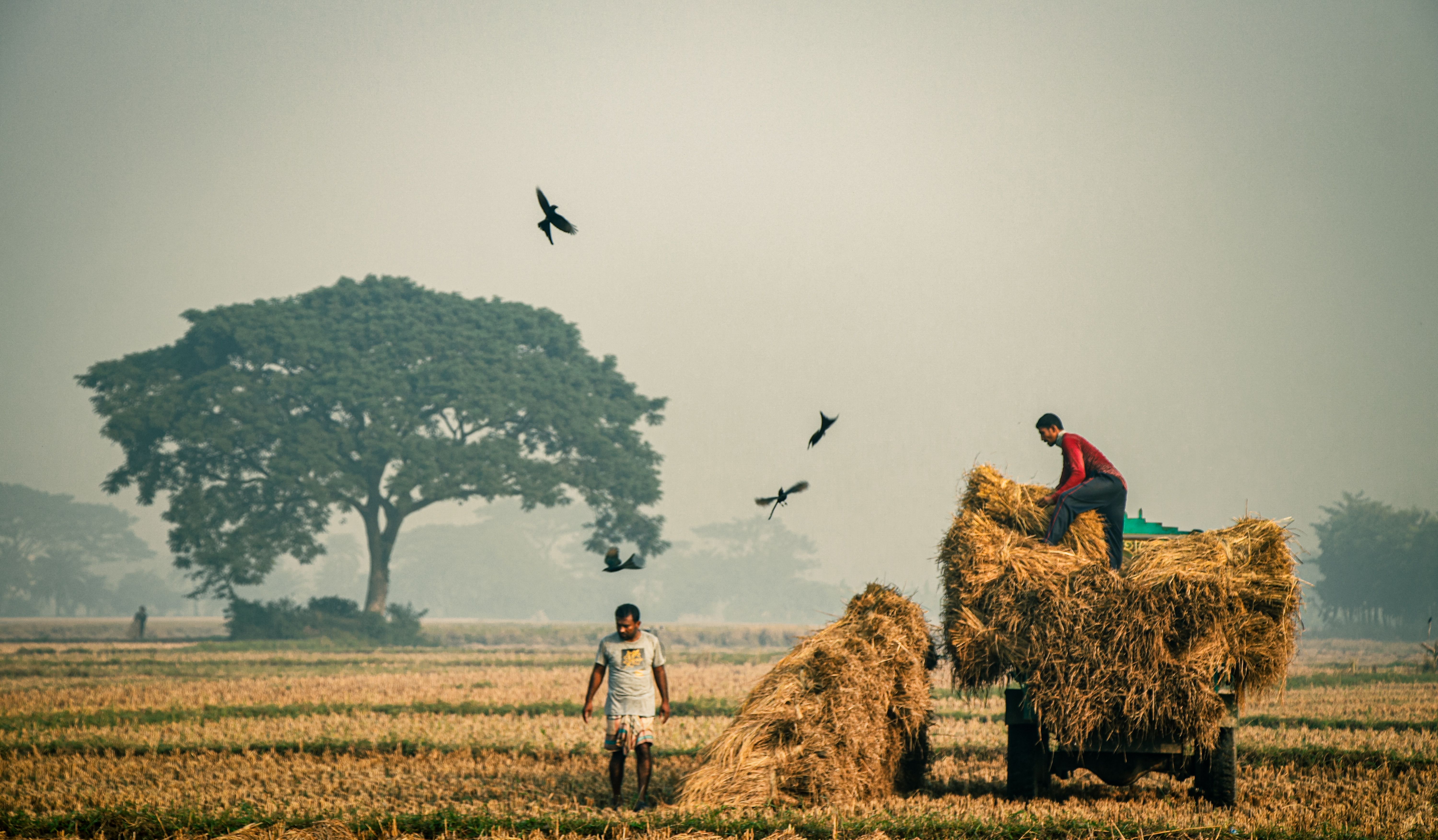 Men Working in the Field during Harvest · Free Stock Photo