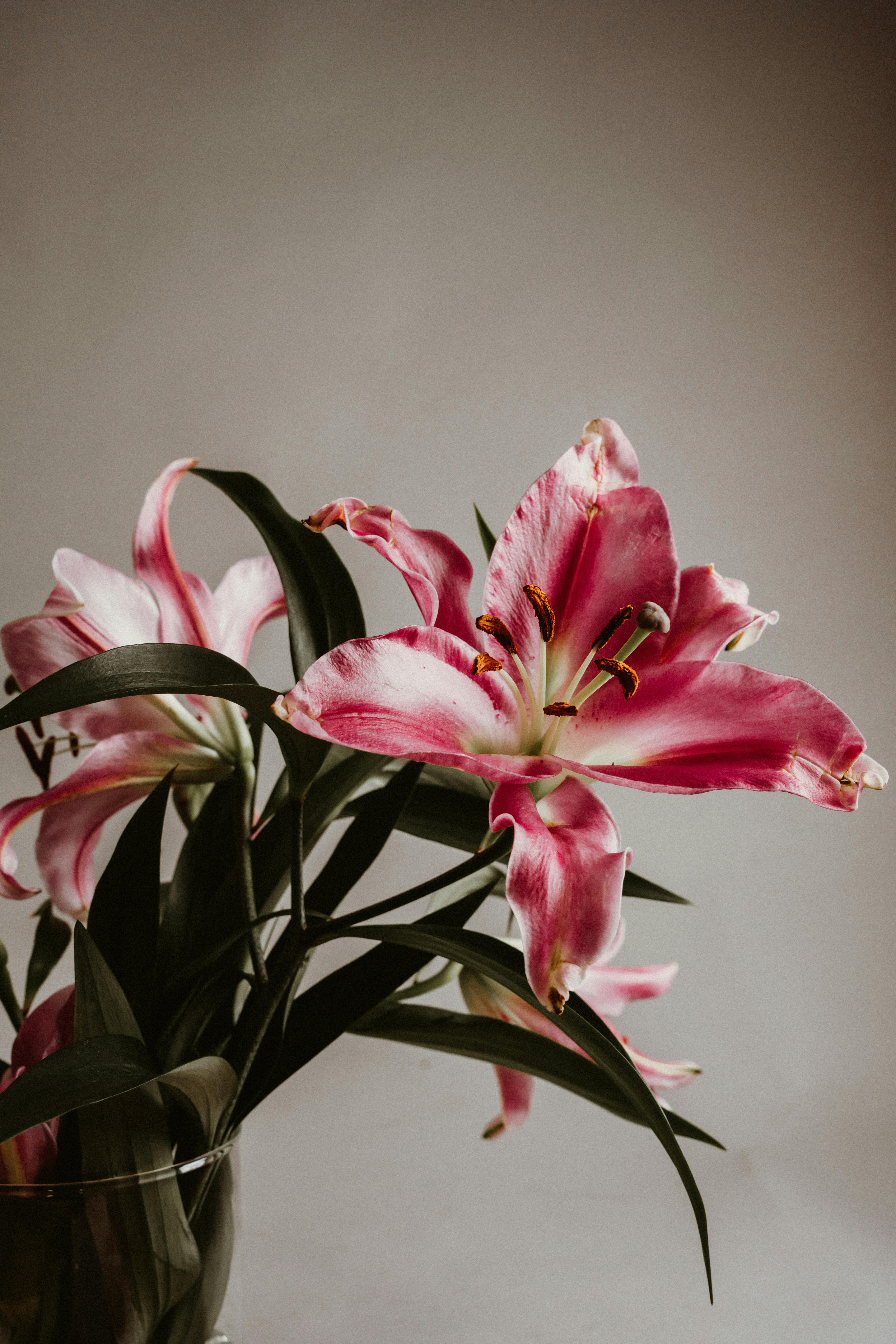 Pink Blooming Lilies · Free Stock Photo