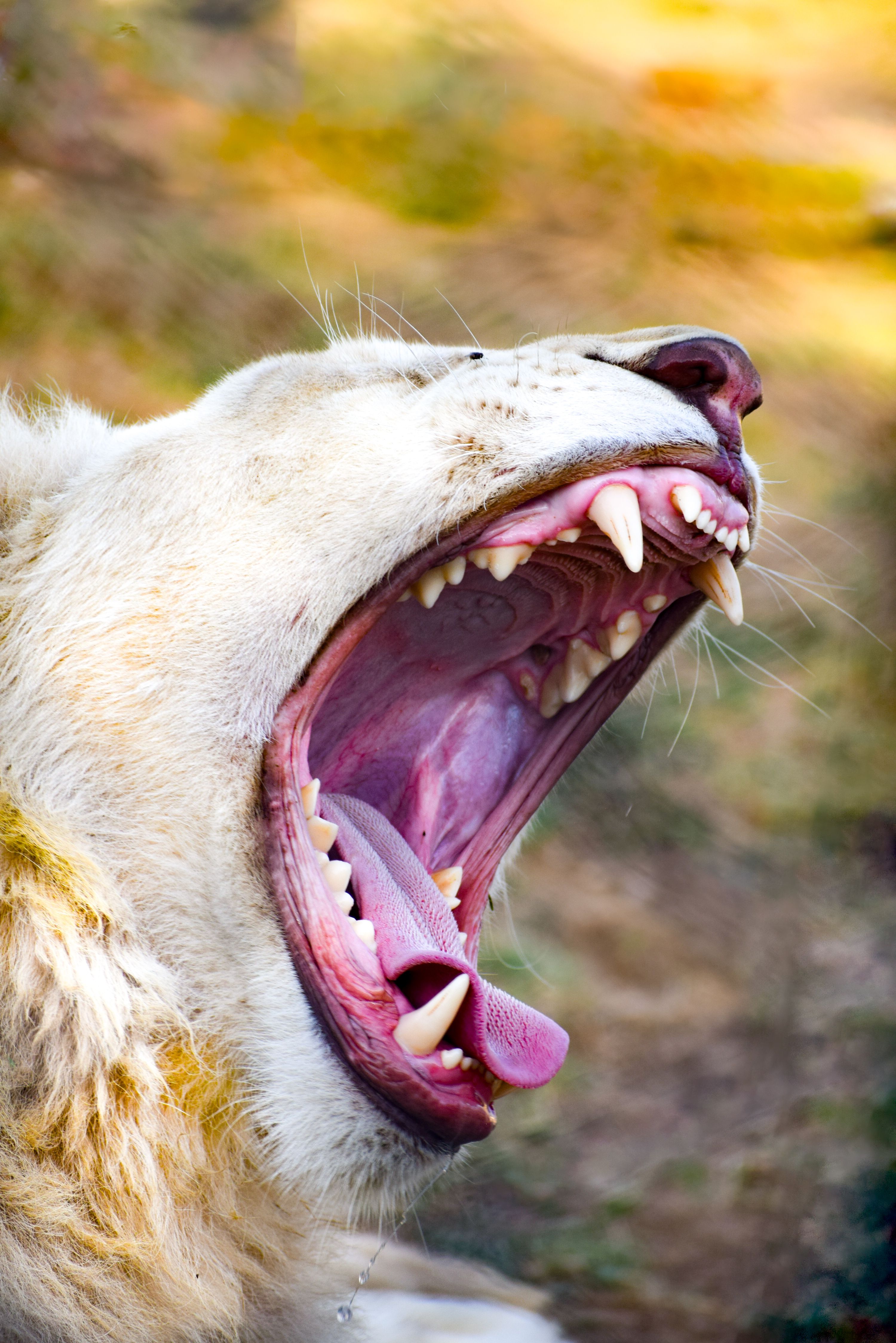 Head of Yawning Lion · Free Stock Photo