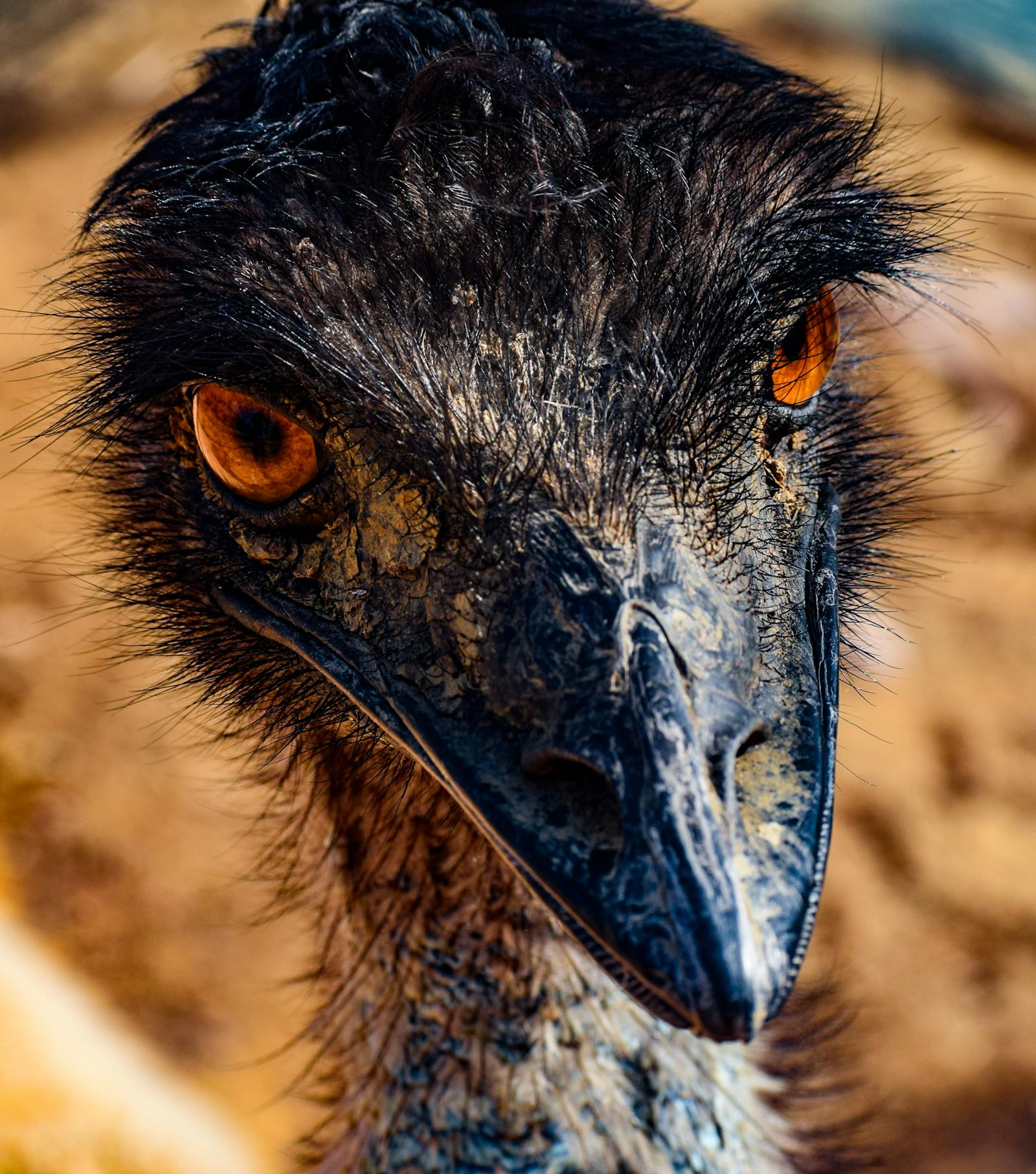 Emu Photos, Download The BEST Free Emu Stock Photos & HD Images
