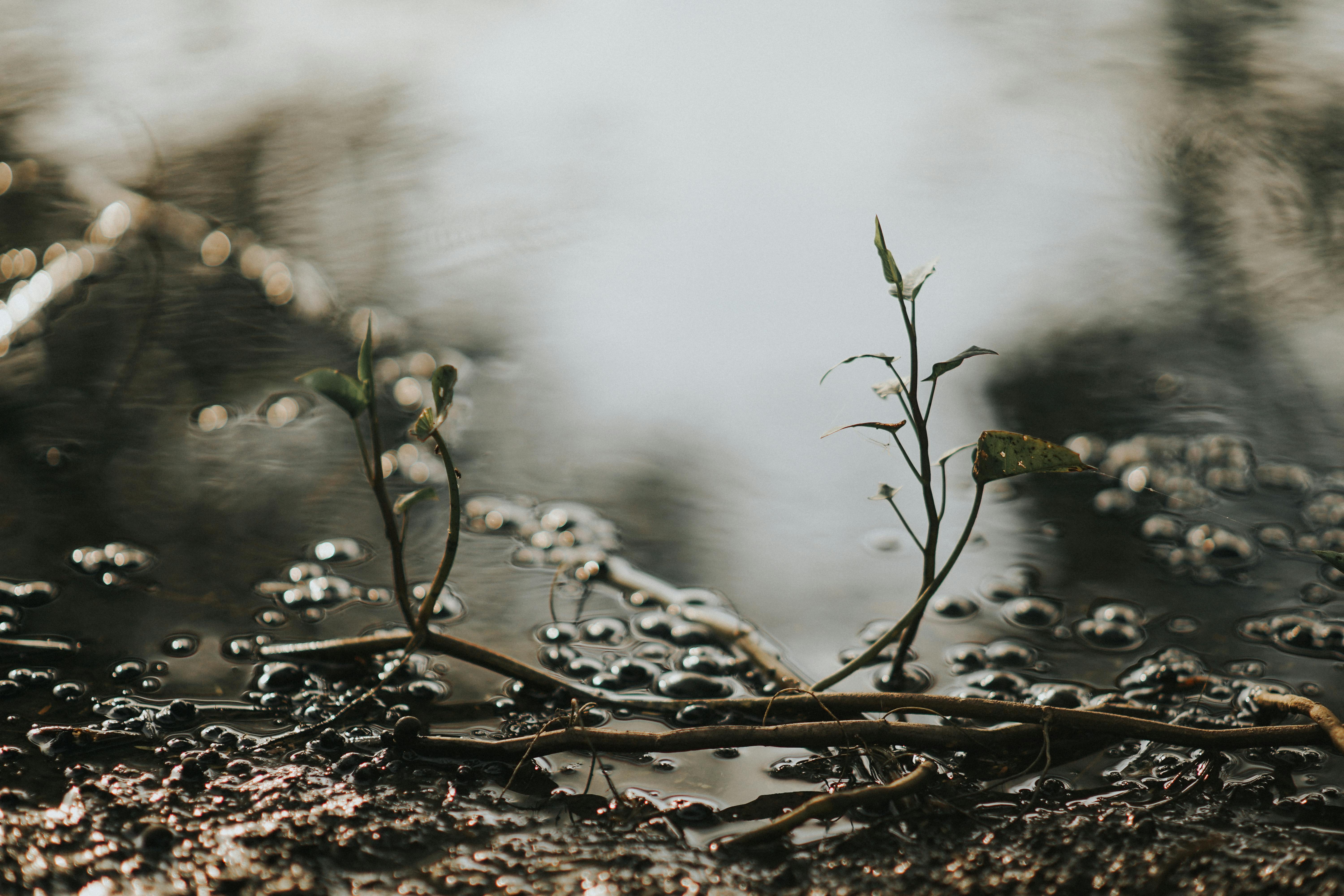 Sprouting Twigs in the Water at the Edge of the River · Free Stock Photo