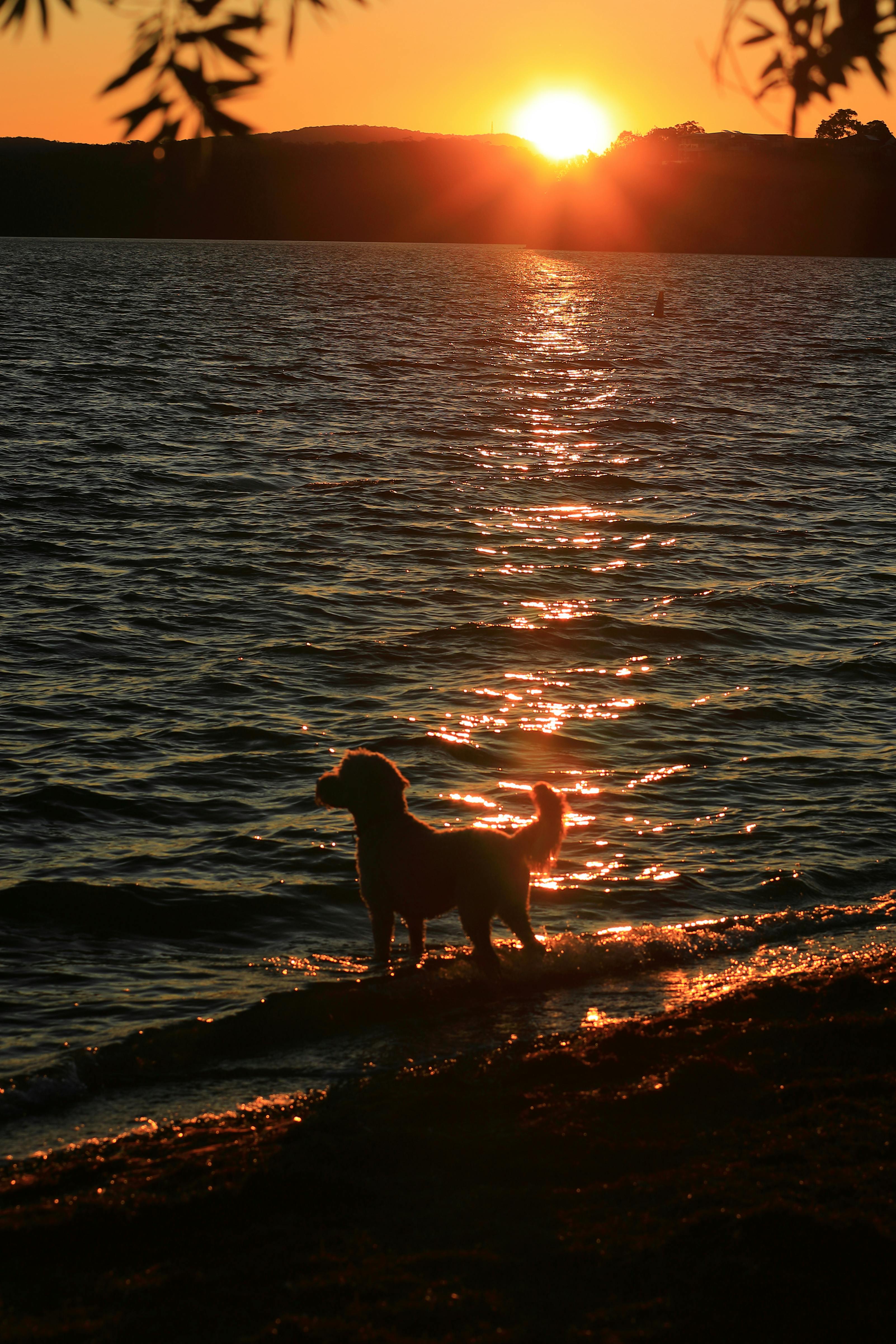 Dog in Sunset Light · Free Stock Photo
