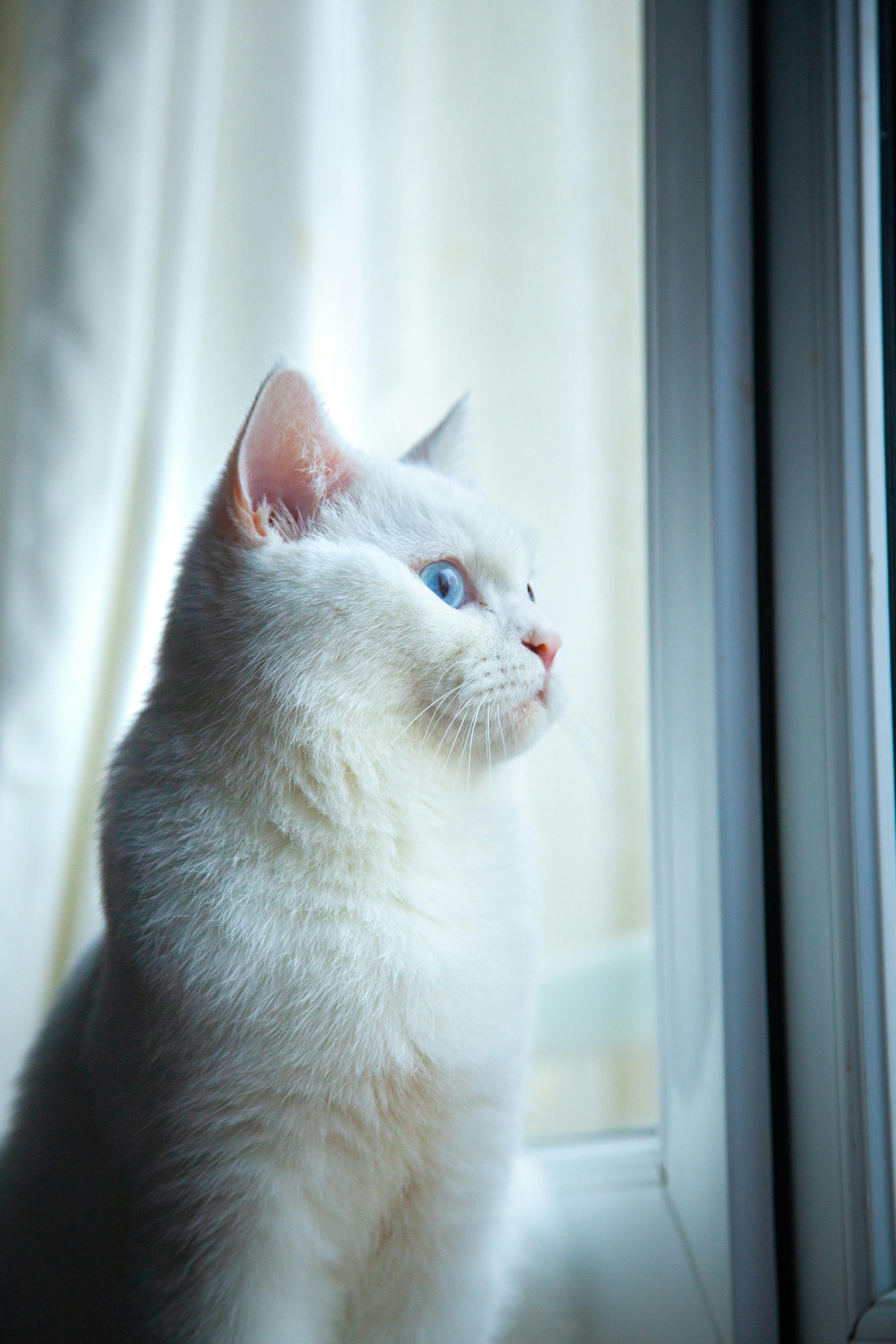 Portrait of White Cat · Free Stock Photo