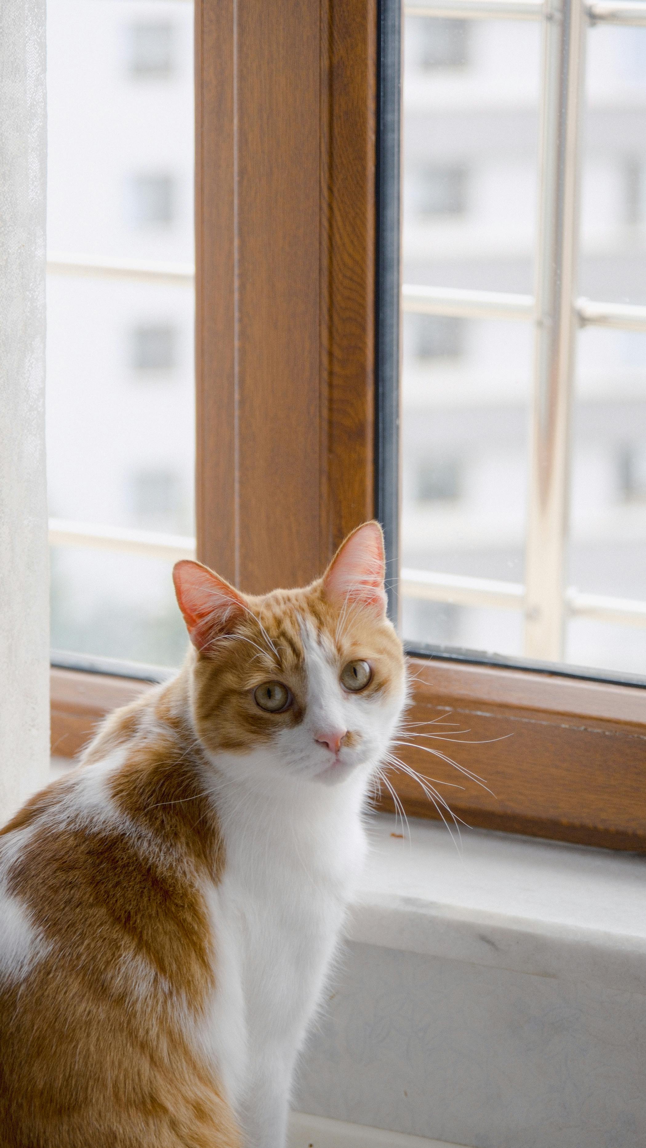 Cat near Window · Free Stock Photo