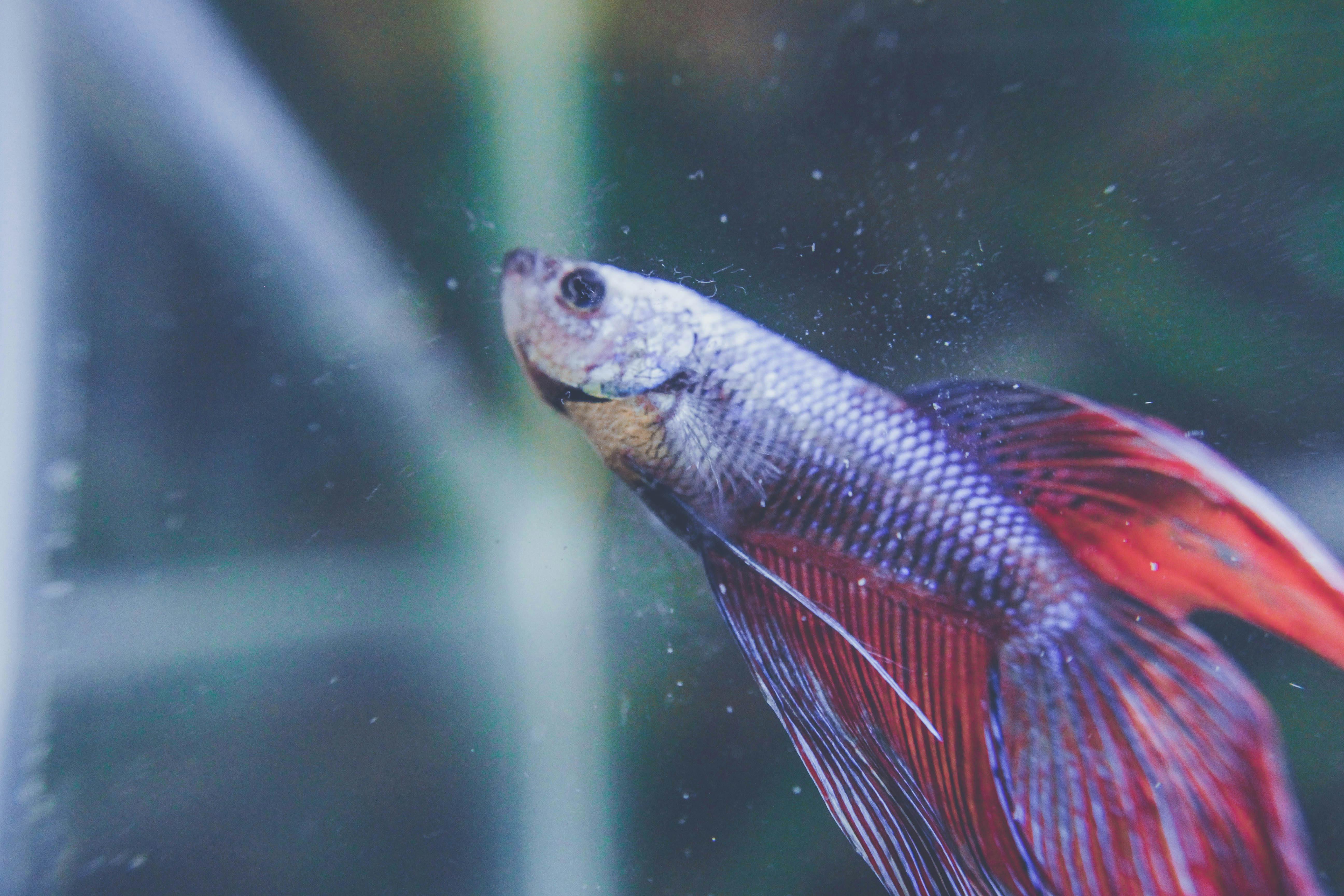 Free stock photo of betta, dumbo, fish