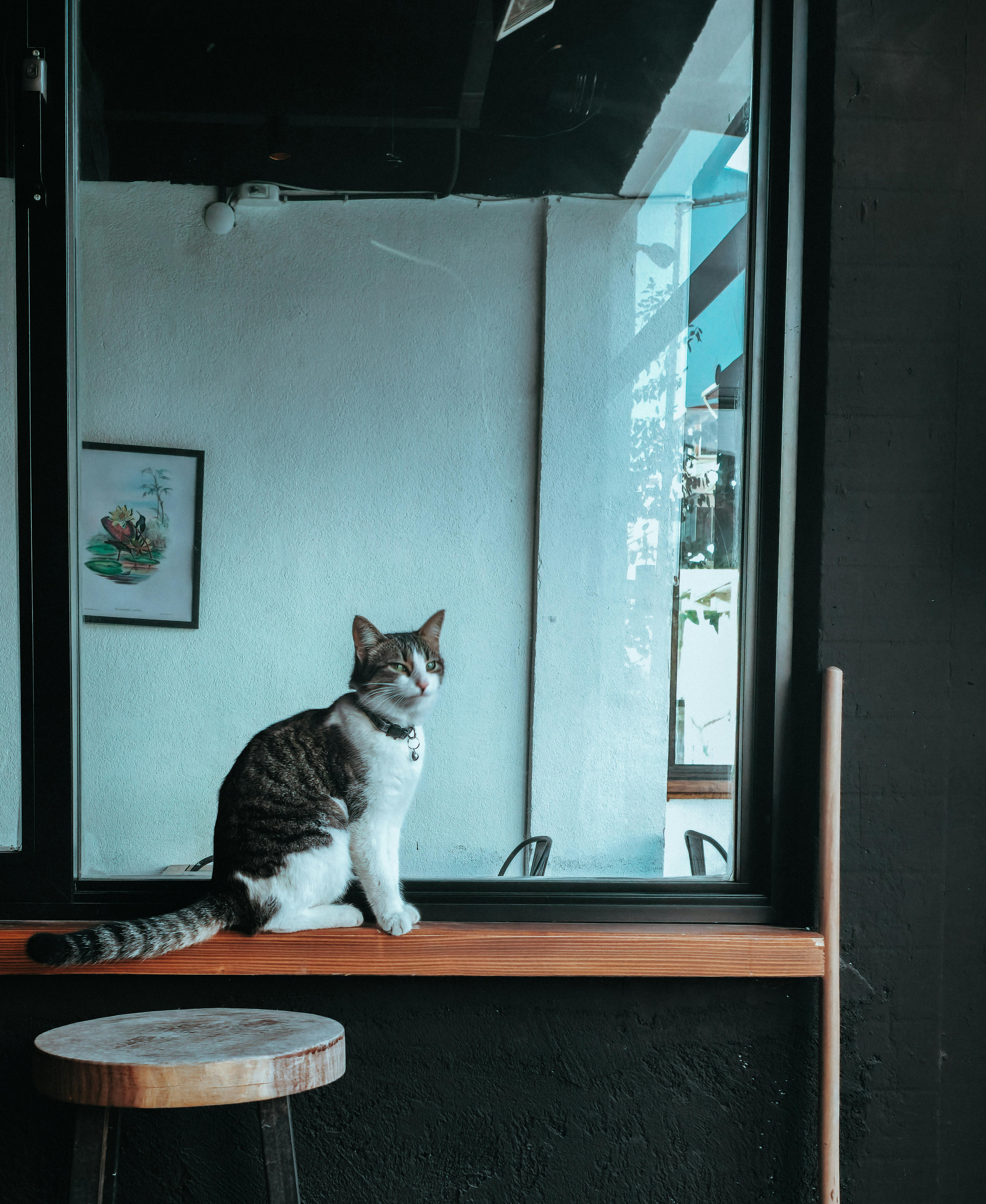 Tabby Cat Standing in a Circular Window · Free Stock Photo