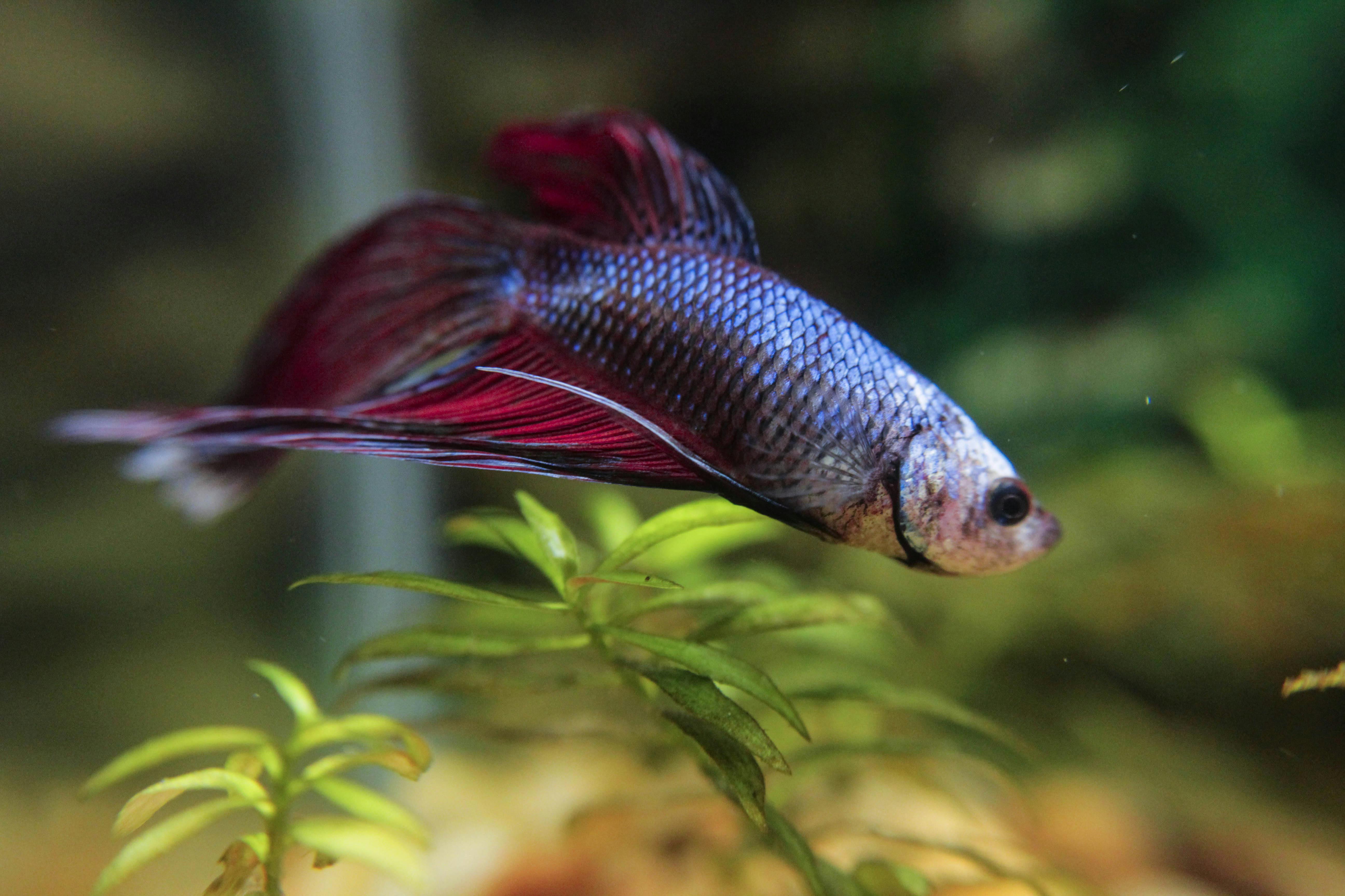 Free stock photo of betta, dumbo, fish