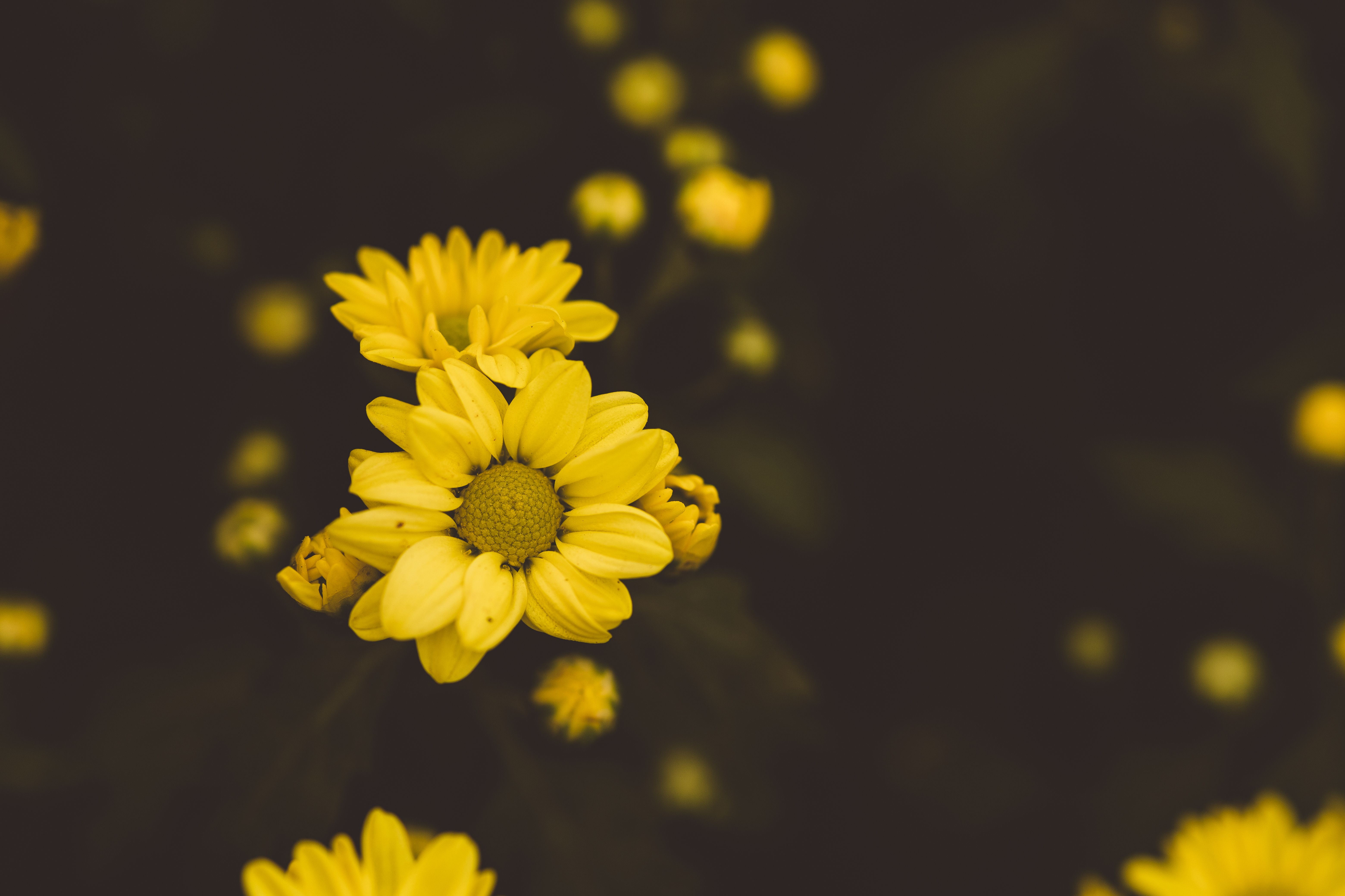 Shallow Focus Photography of Yellow Flowers · Free Stock Photo