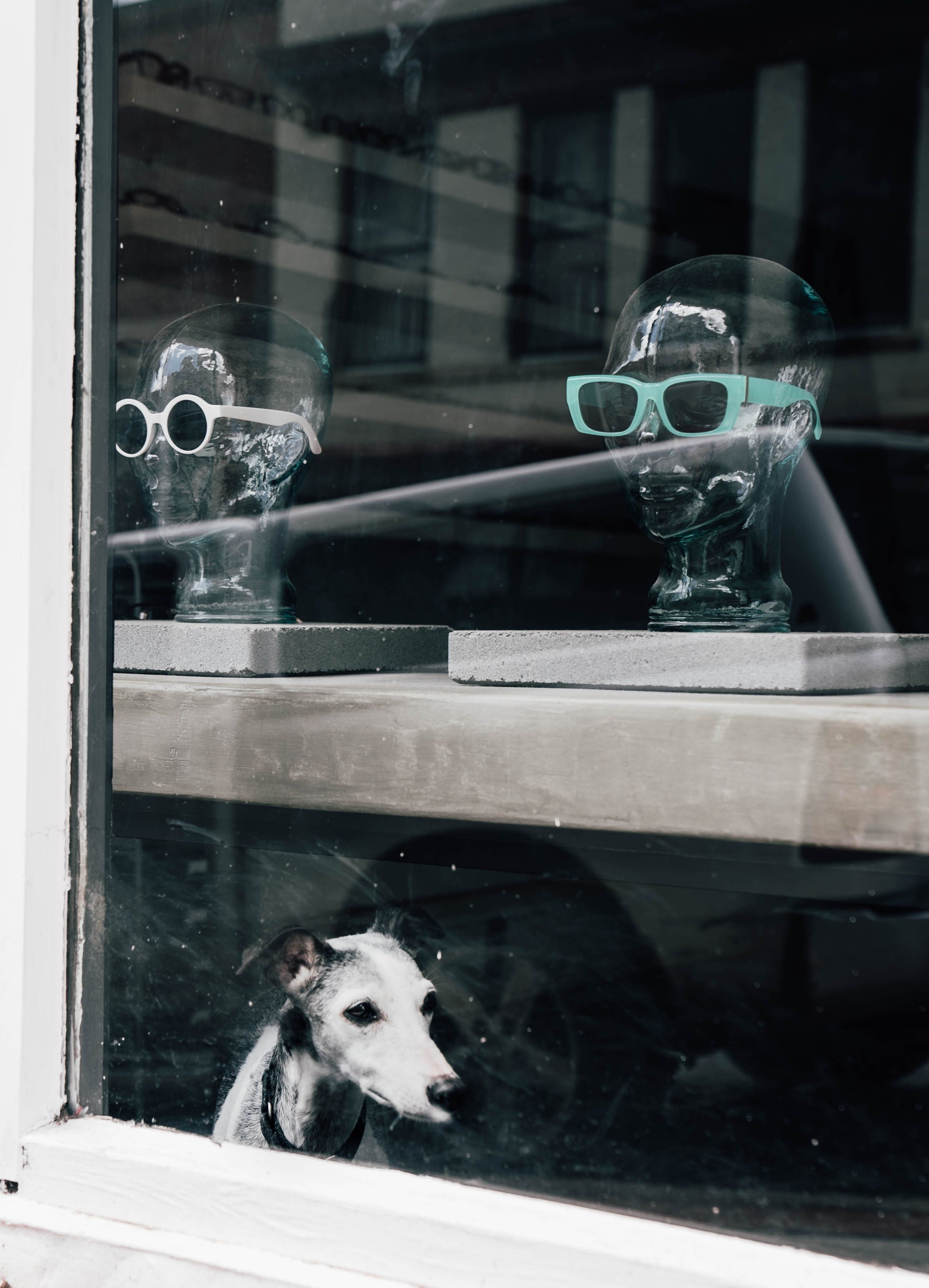 Dog Overheating Photos, Download The BEST Free Dog Overheating Stock ...