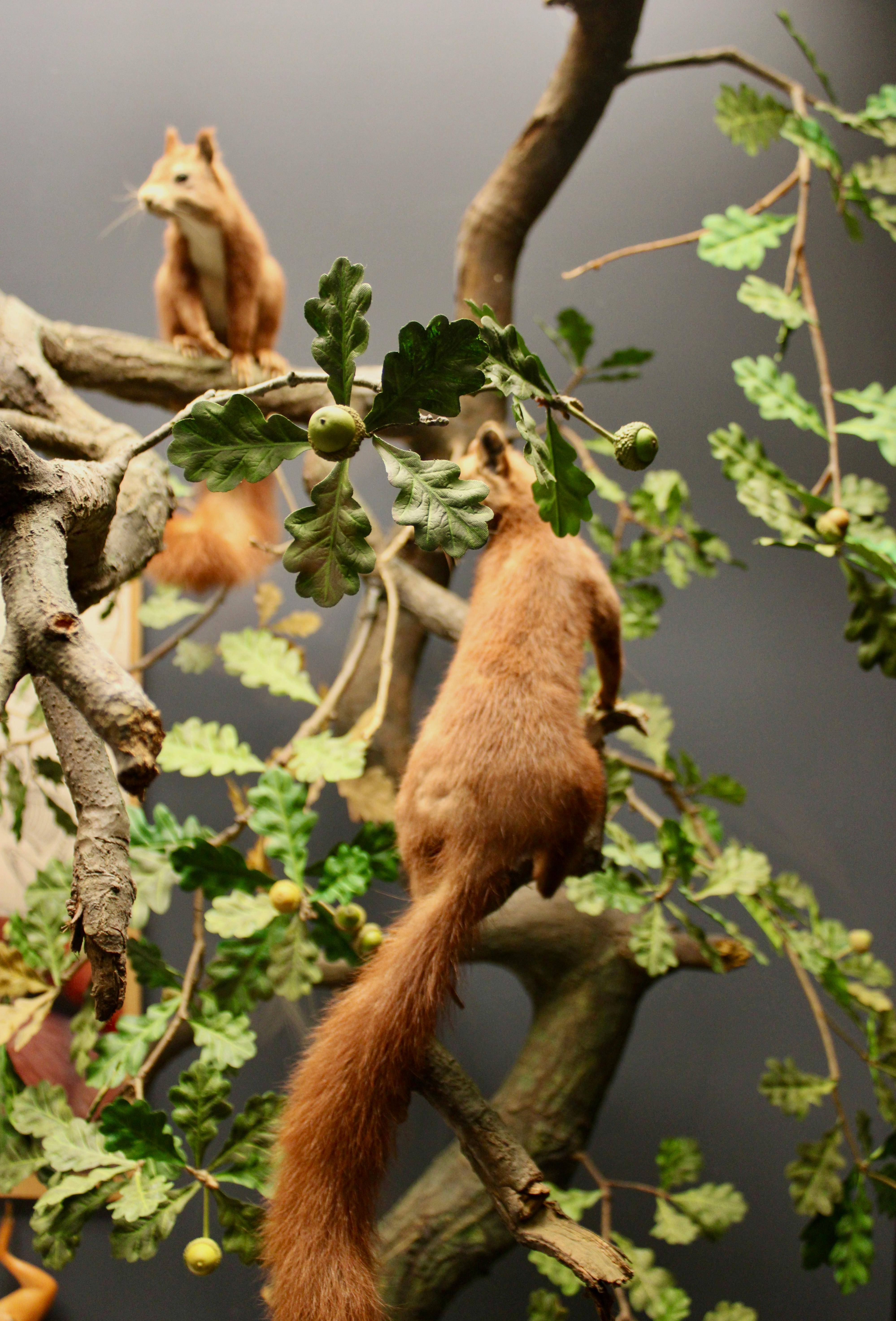 Sidorela Shehaj - 摄影