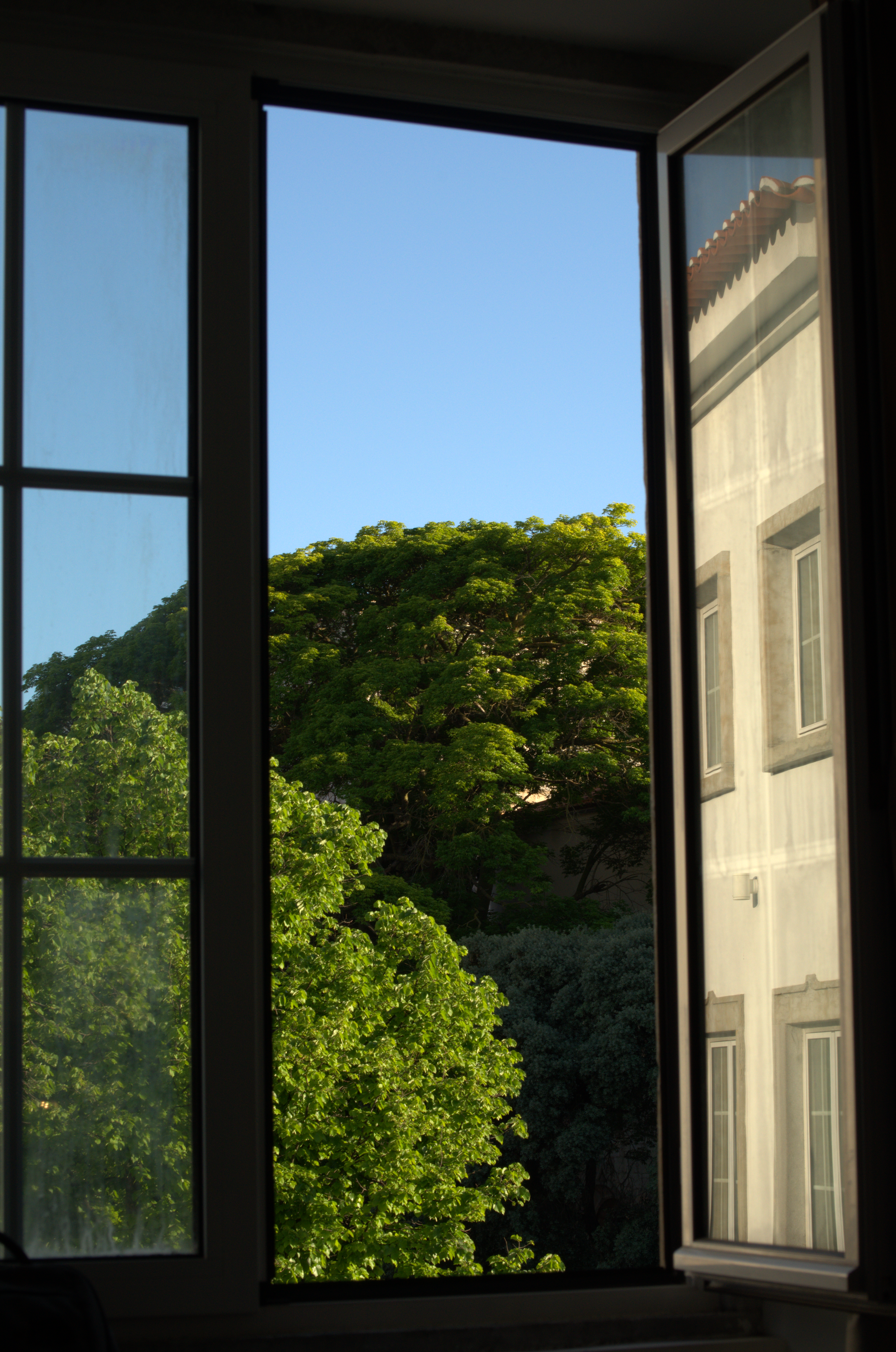 Forest Trees behind Window · Free Stock Photo