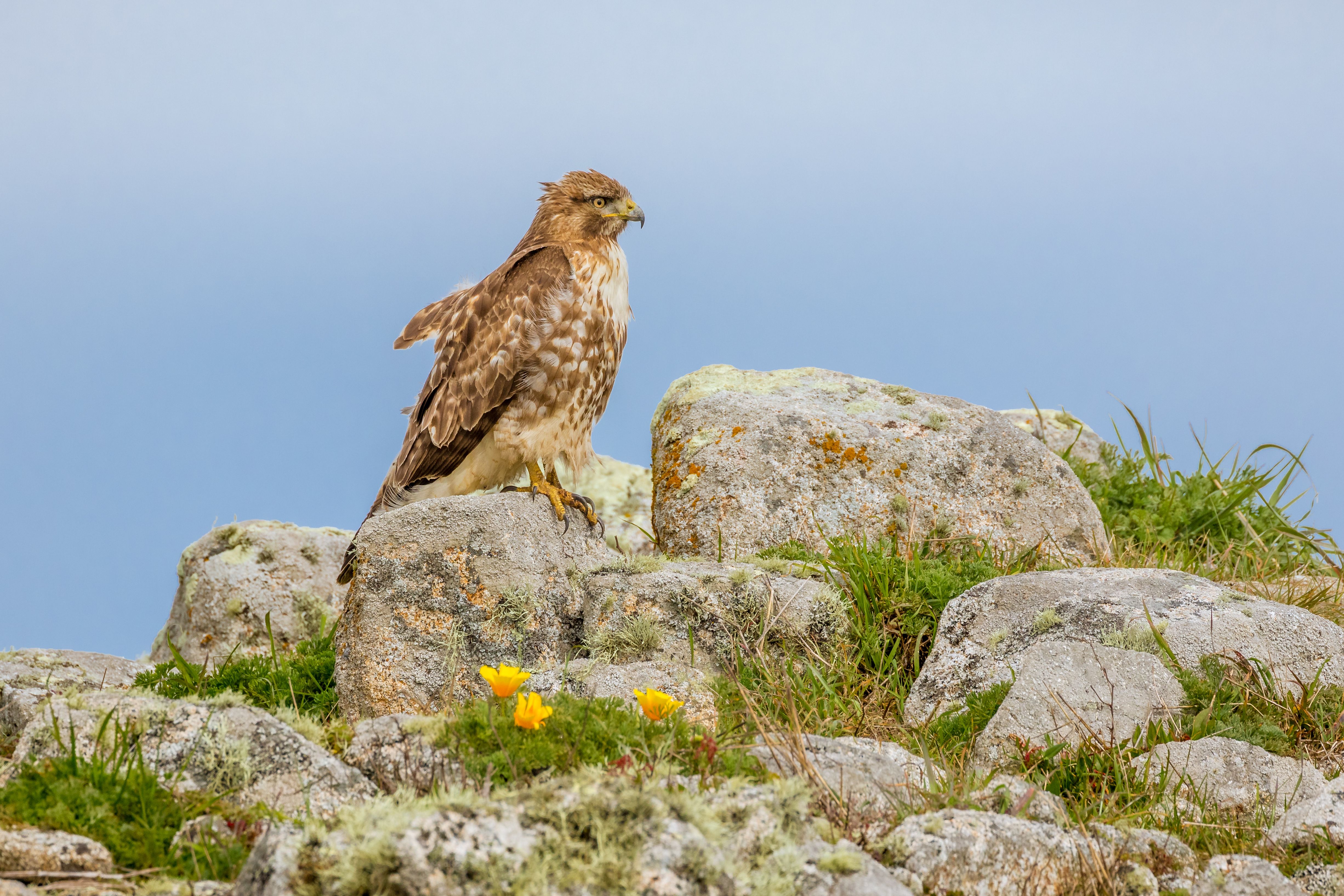 Close-up of a Common Buzzard Sitting on the Rocks · Free Stock Photo