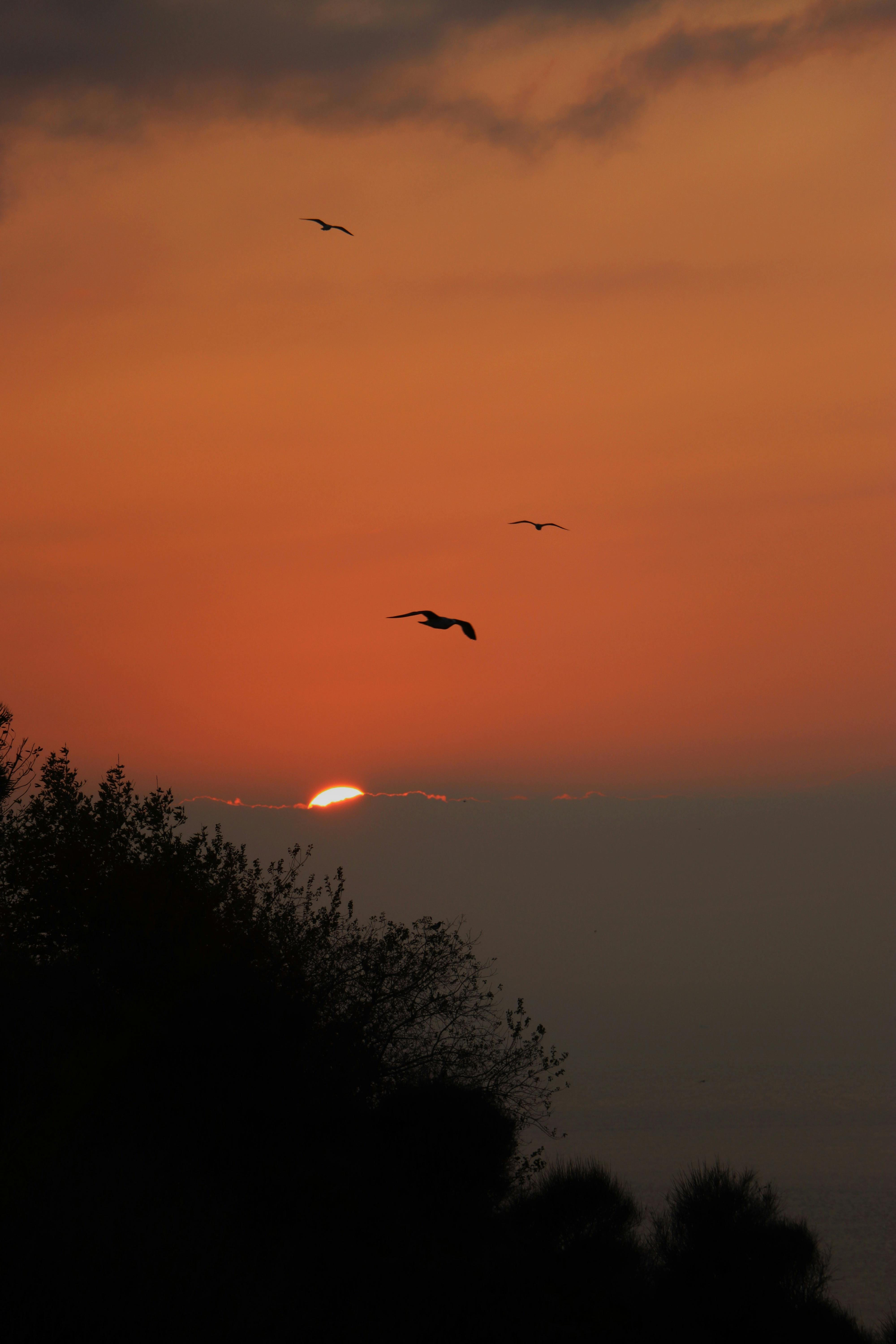 Unique Animals Photos, Download The BEST Free Unique Animals Stock ...