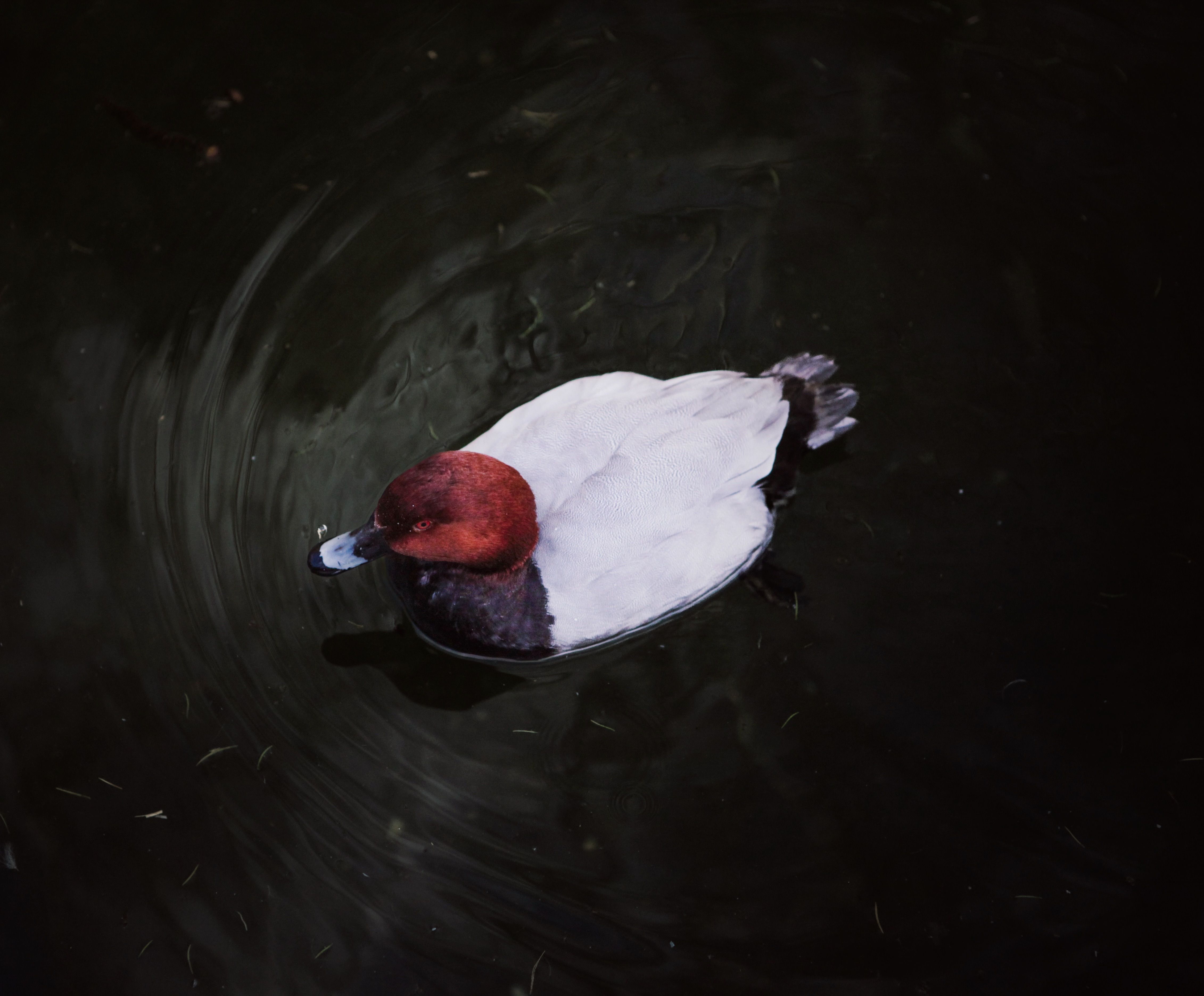 Photo gratuite de animal, animal sauvage, aquatique, aviaire, aythya ...
