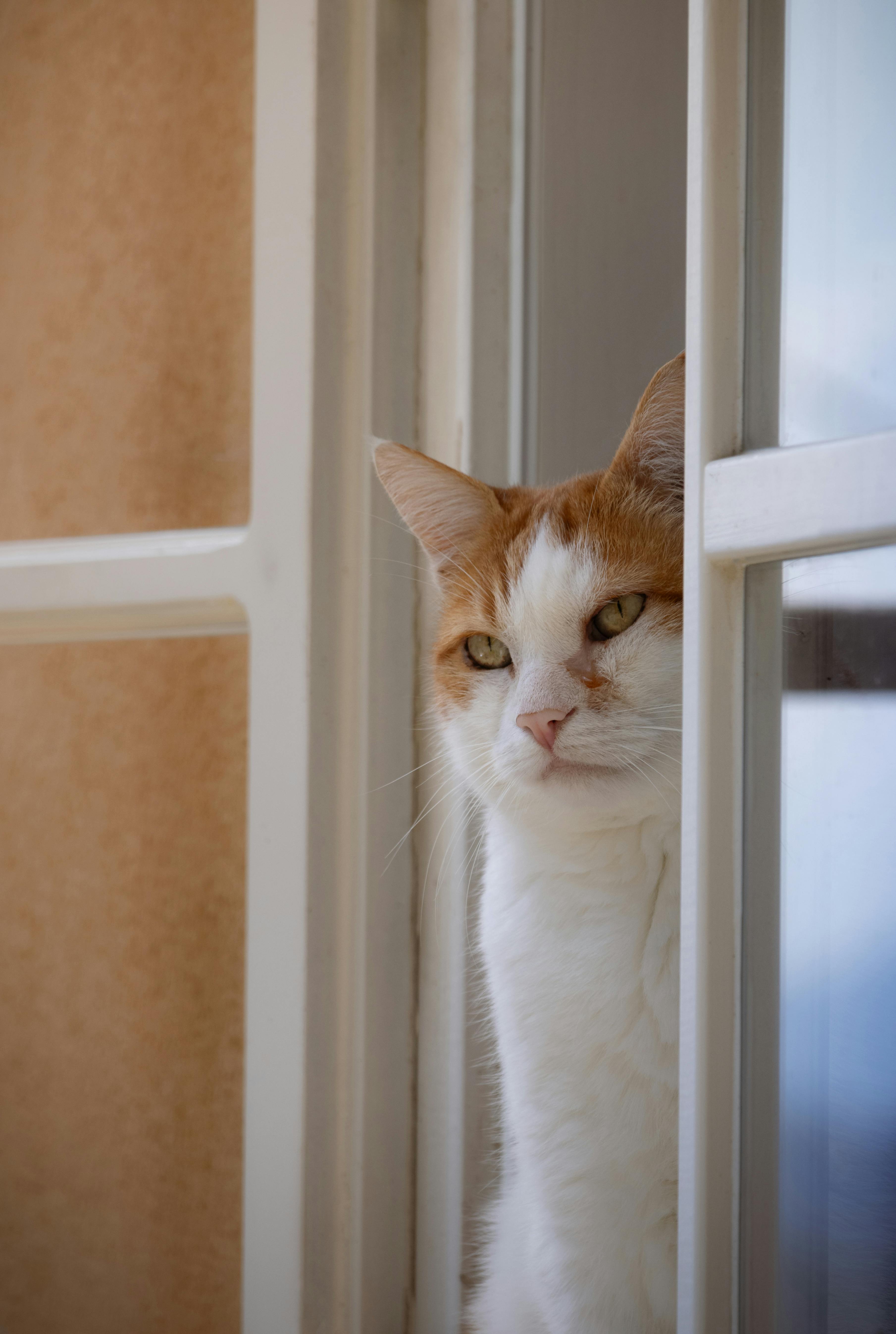A white cat looking out of a window · Free Stock Photo