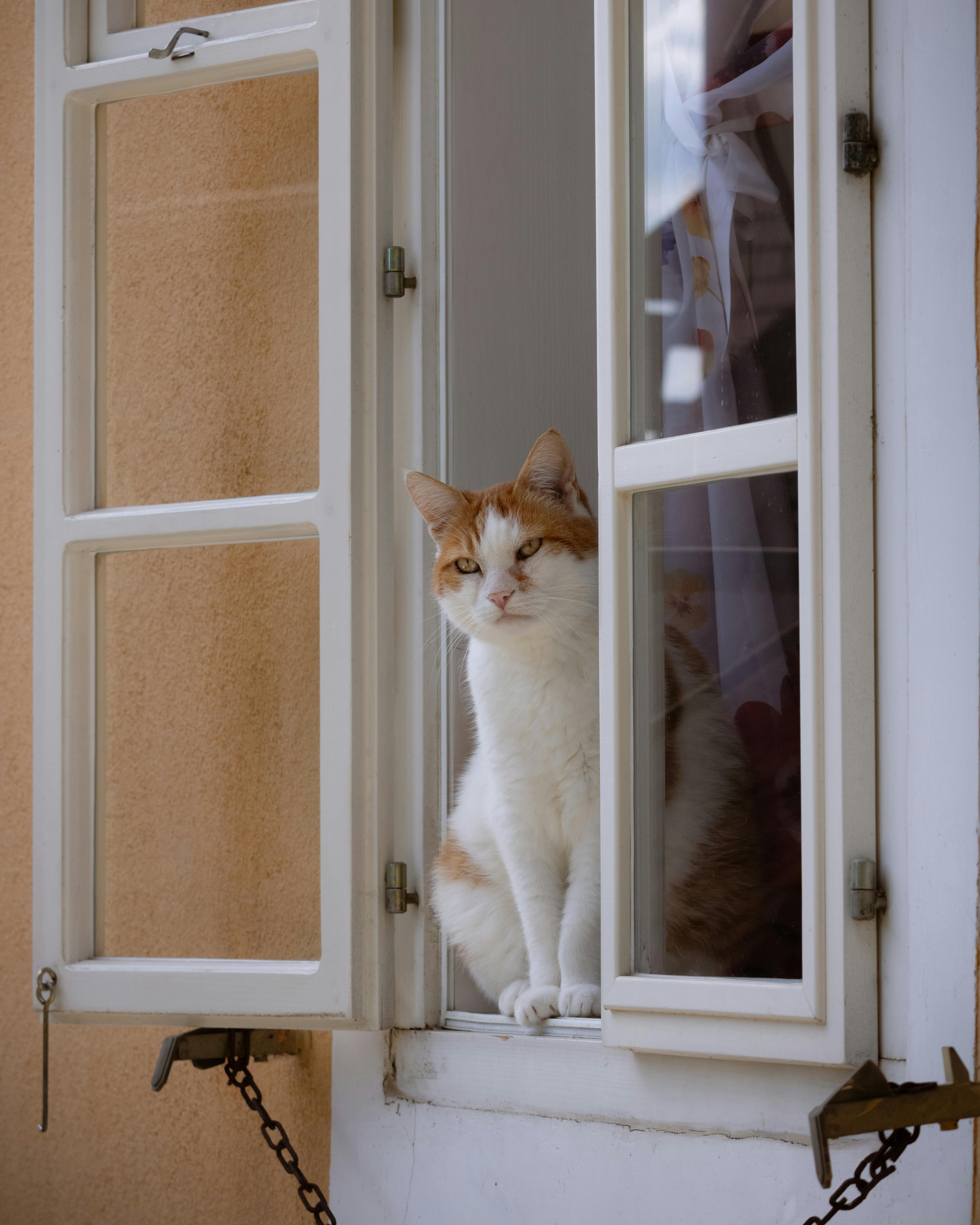 A cat sitting in a window · Free Stock Photo