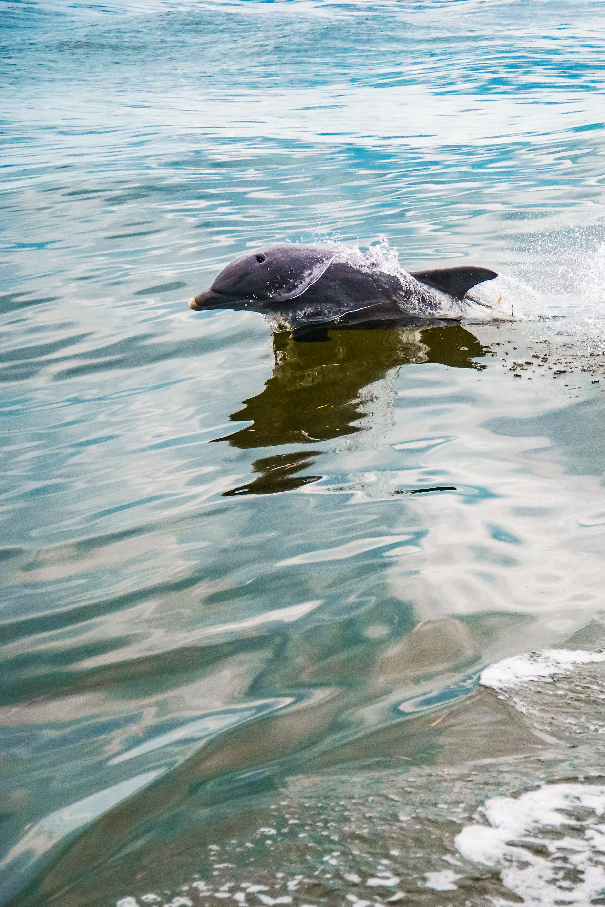 Dolphin's Head in the Surface · Free Stock Photo