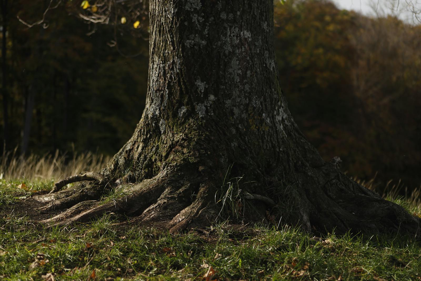 Plant Tree Photos, Download The BEST Free Plant Tree Stock Photos & HD ...