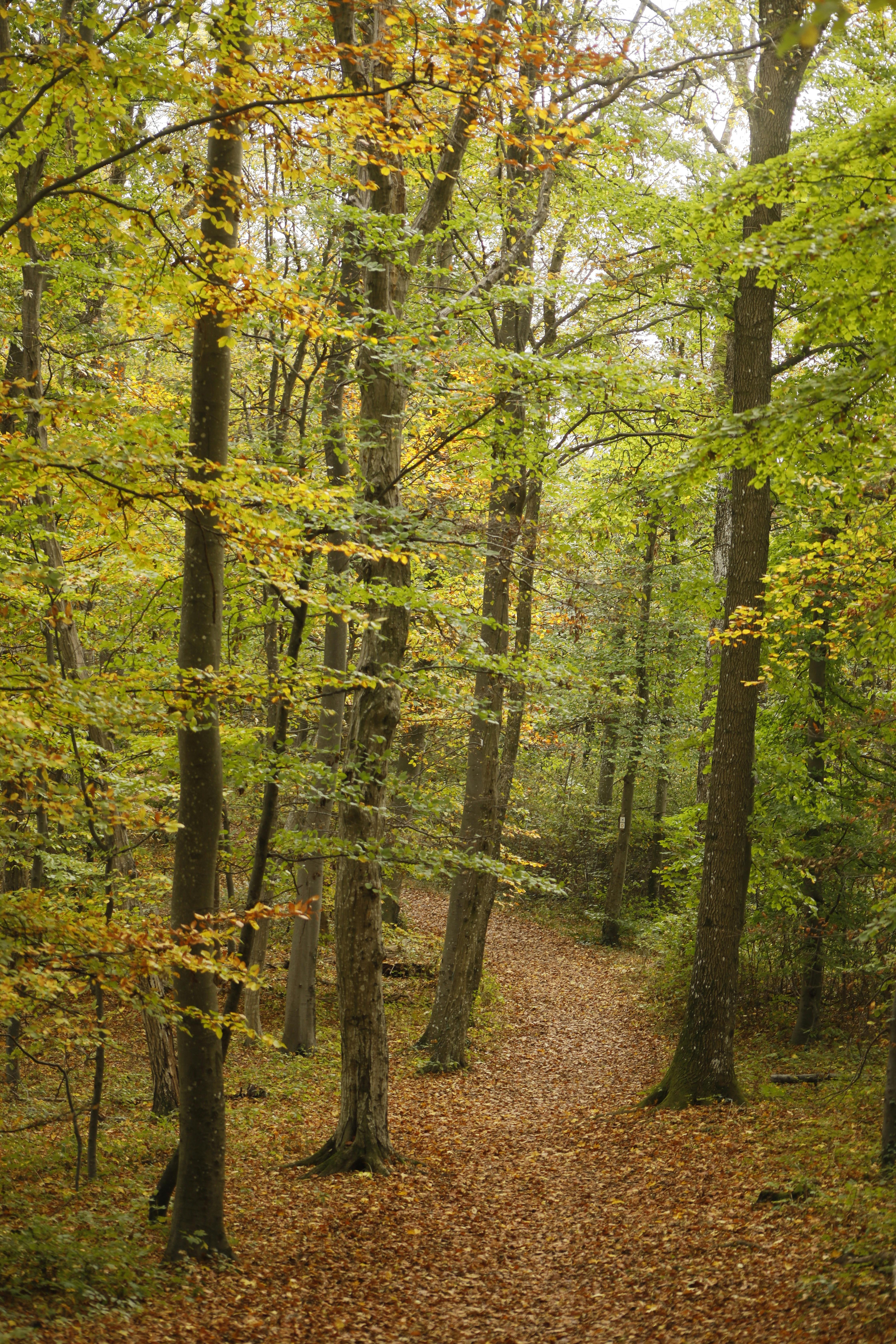Forest during Daytime · Free Stock Photo