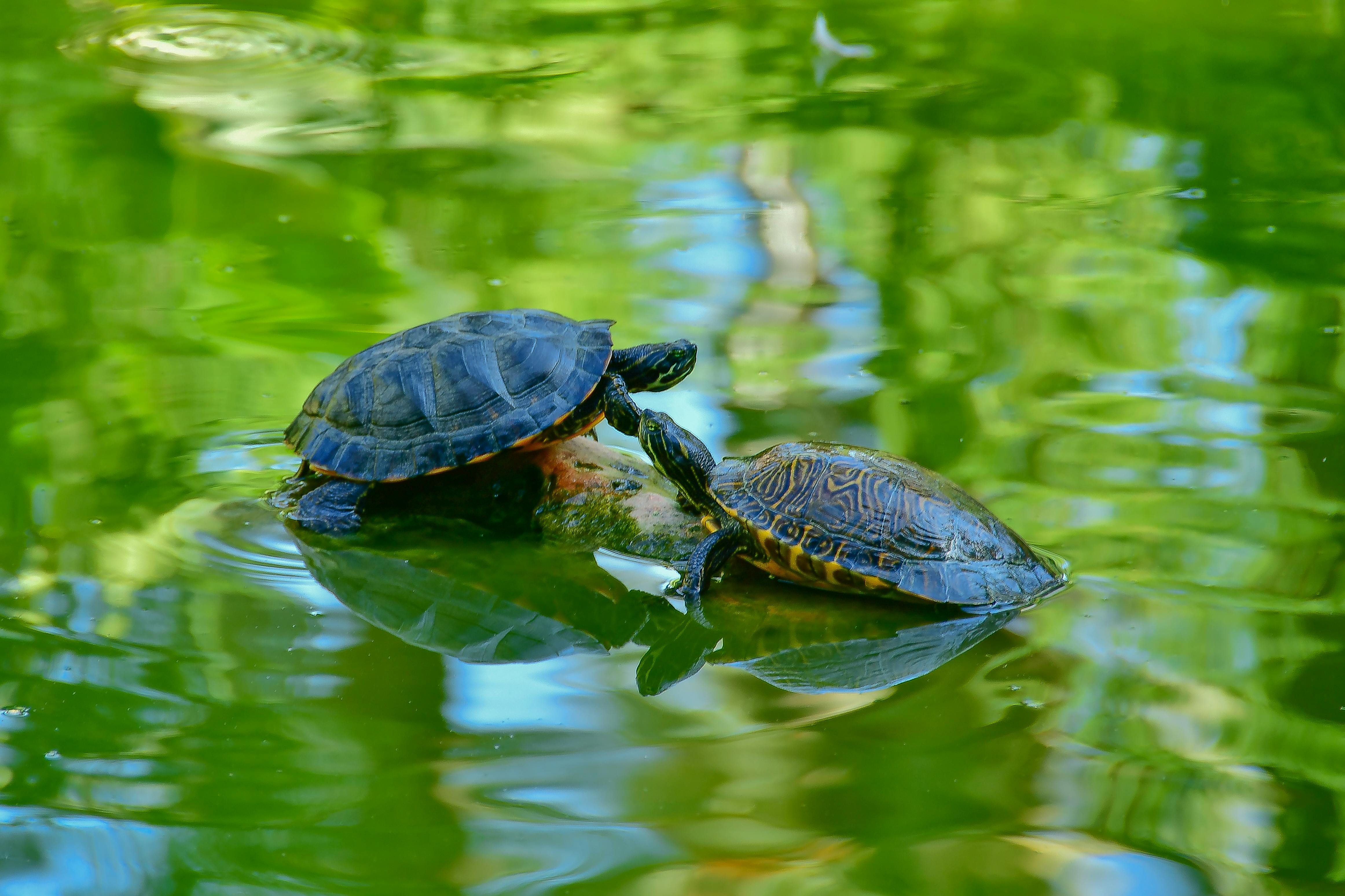 Black and Gray Turtle on Green Grass · Free Stock Photo