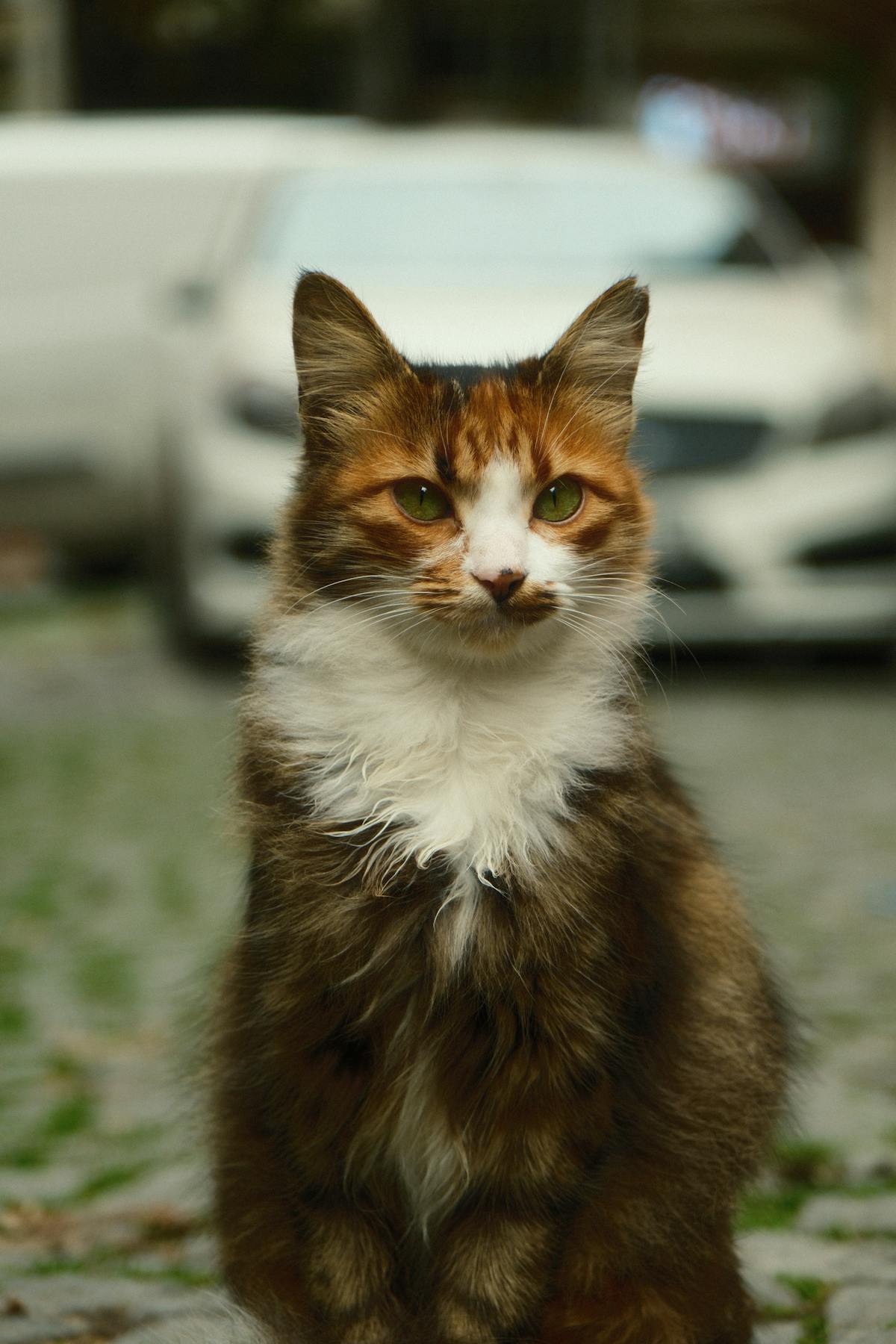 A Cat Photos, Download The BEST Free A Cat Stock Photos & HD Images